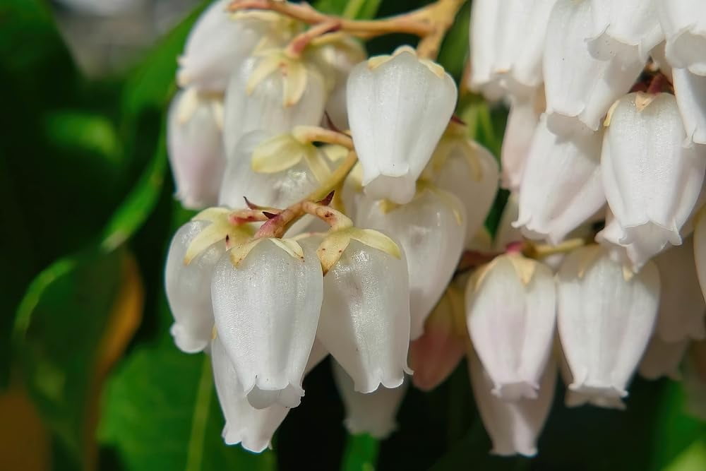 40 Dog Hobble Bush Seeds for Planting - Leucothoe fontanesiana ...