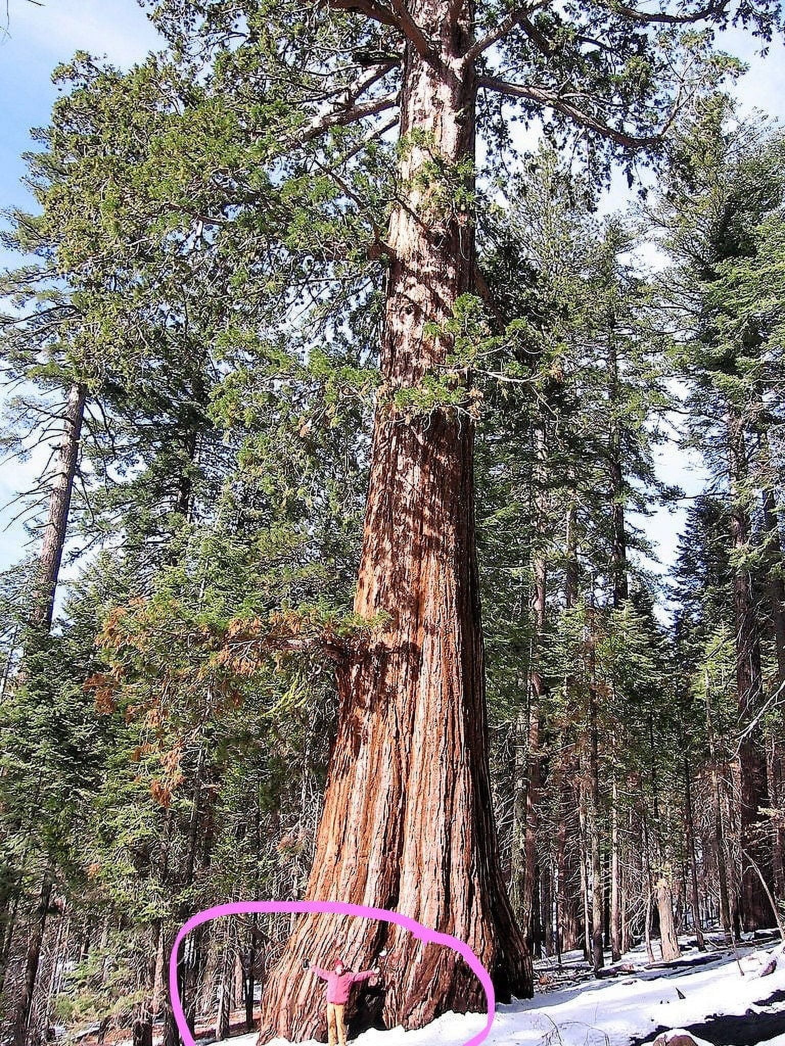 40 GIANT SEQUOIA Sequoiadendron Giganteum Sierra Redwood Tree Seeds ...