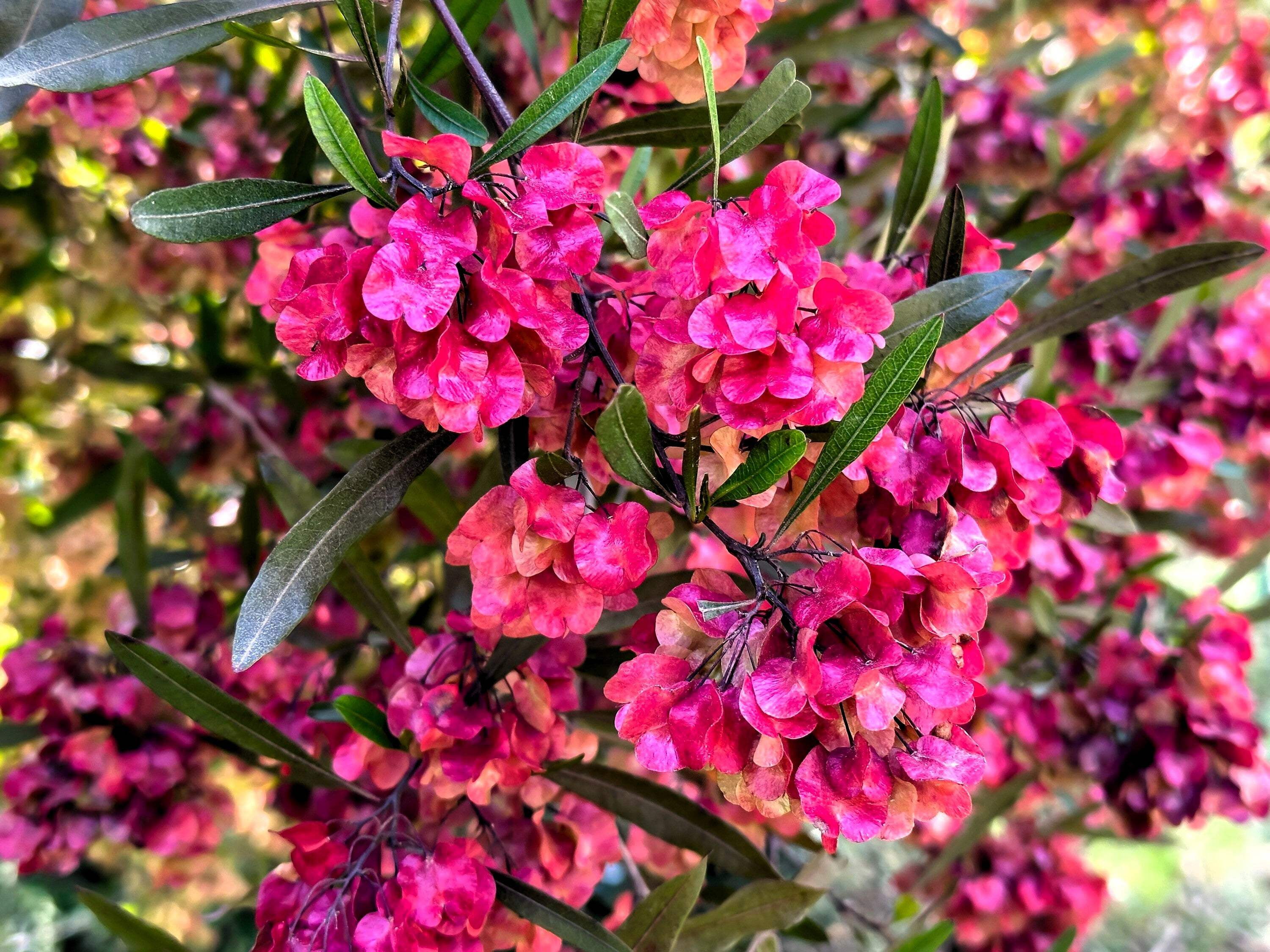 40 Mixed Colors FLORIDA HOPBUSH Dodonaea Viscosa Hawaiian Hopseed ...