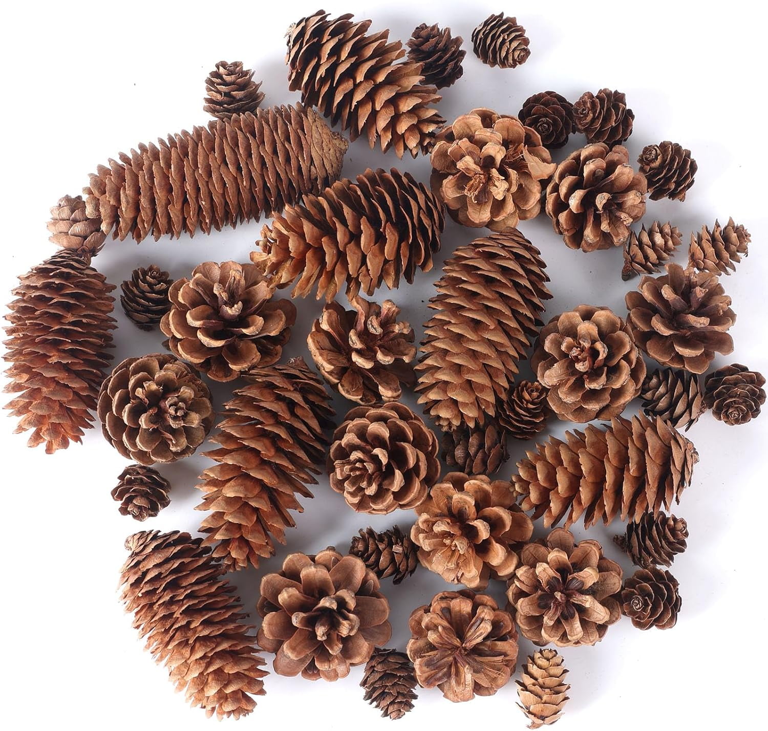 40 Pack Pine Cones 0.78" - 3.51" Real All Natural Pinecones in Bulk ...