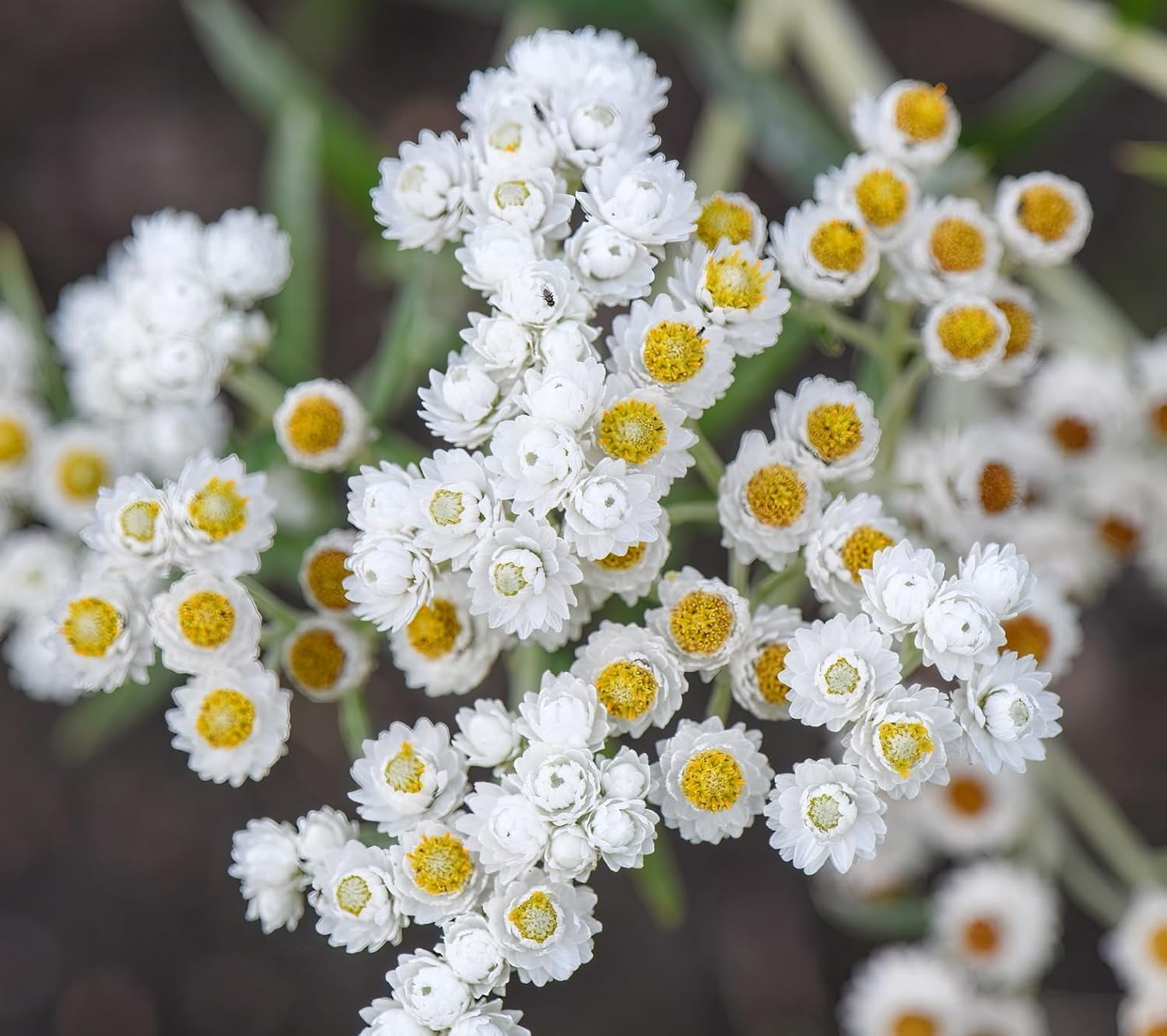 40 Pearly Everlasting Wildflower Seeds for Planting - Anaphalis ...