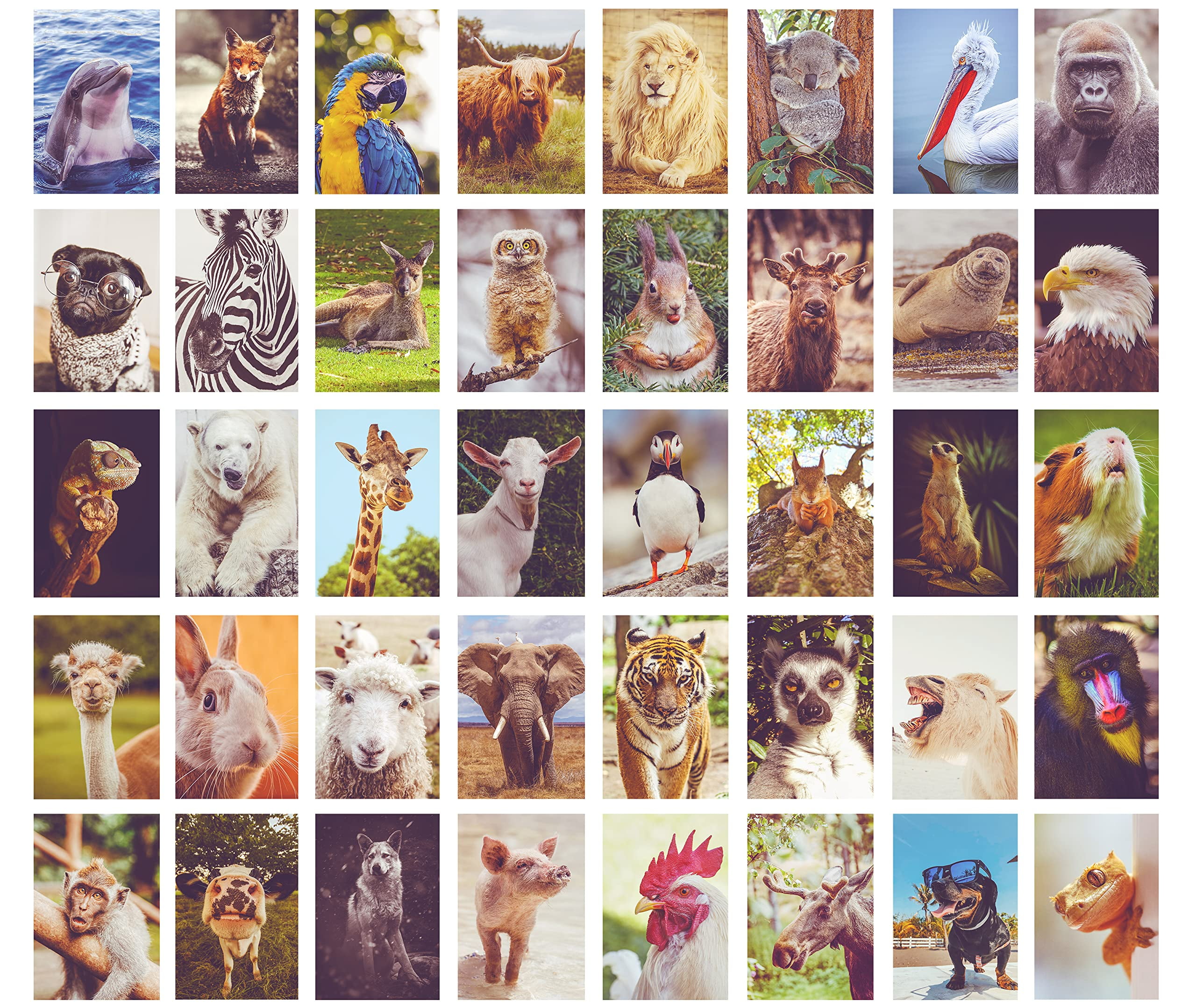 40 Piece Animal Portrail Wall Aesthetic Collage Kit, Funny Safari ...