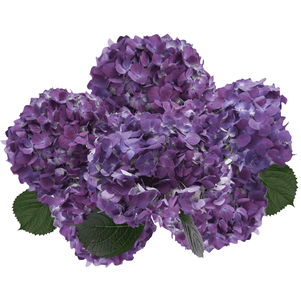 40 Purple Hydrangea Flowers- Beautiful Fresh Cut Flowers- Express ...