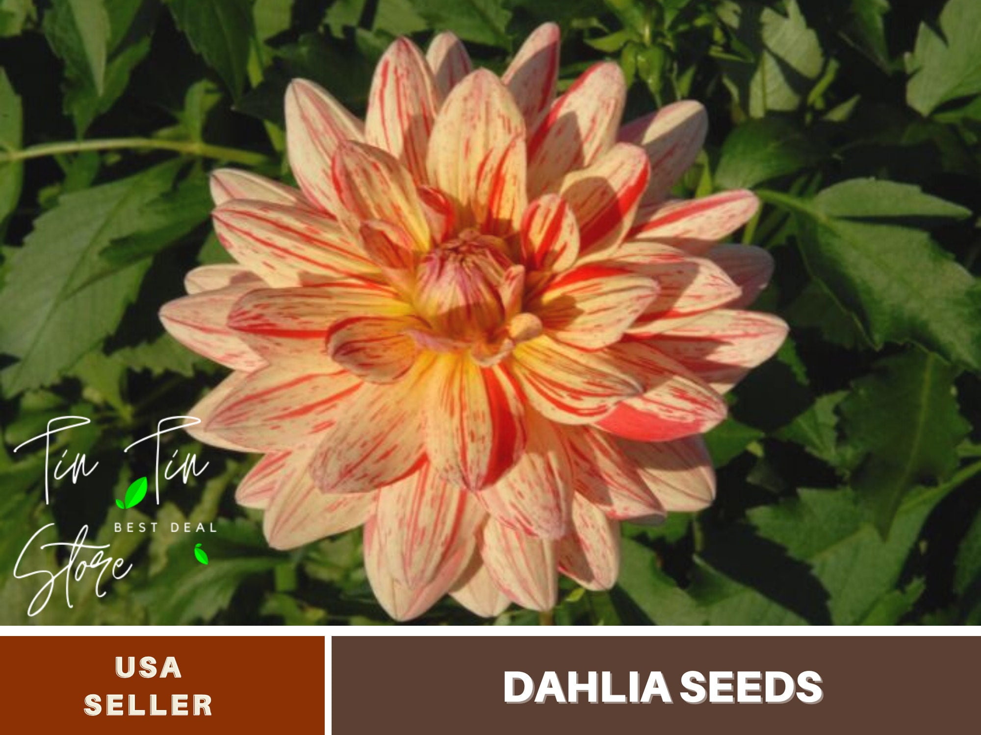 40+ Rare Seeds-Awe Shucks Dahlia Seeds-#D007-Authentic Seeds-Flowers ...