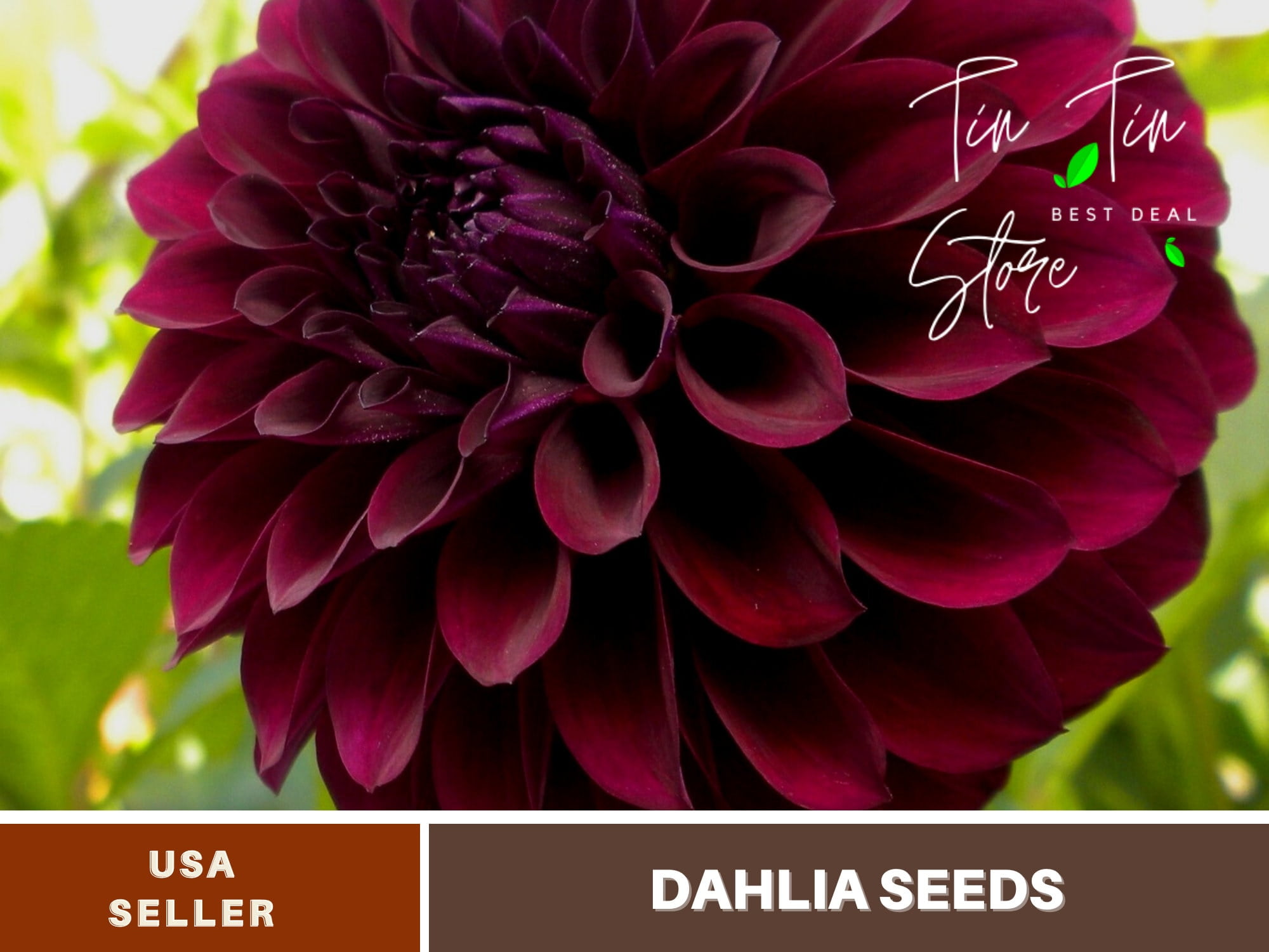 PEMDASGARDEN 40 Black Satin Dahlia Plant Seed - Walmart.com