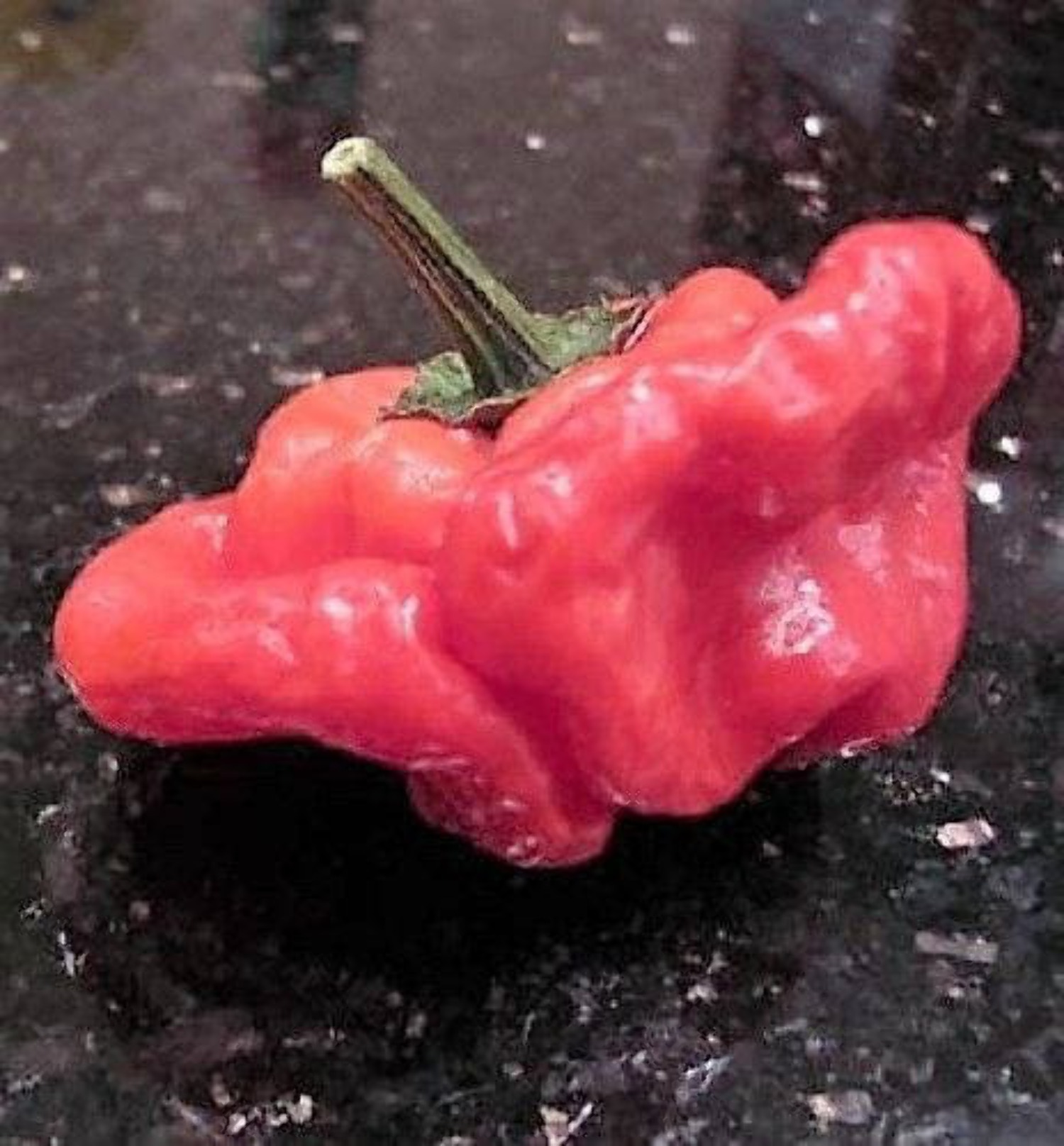 40 Red JAMAICAN HOT PEPPER Capsicum Annuum Scotch Bonnet Vegetable ...
