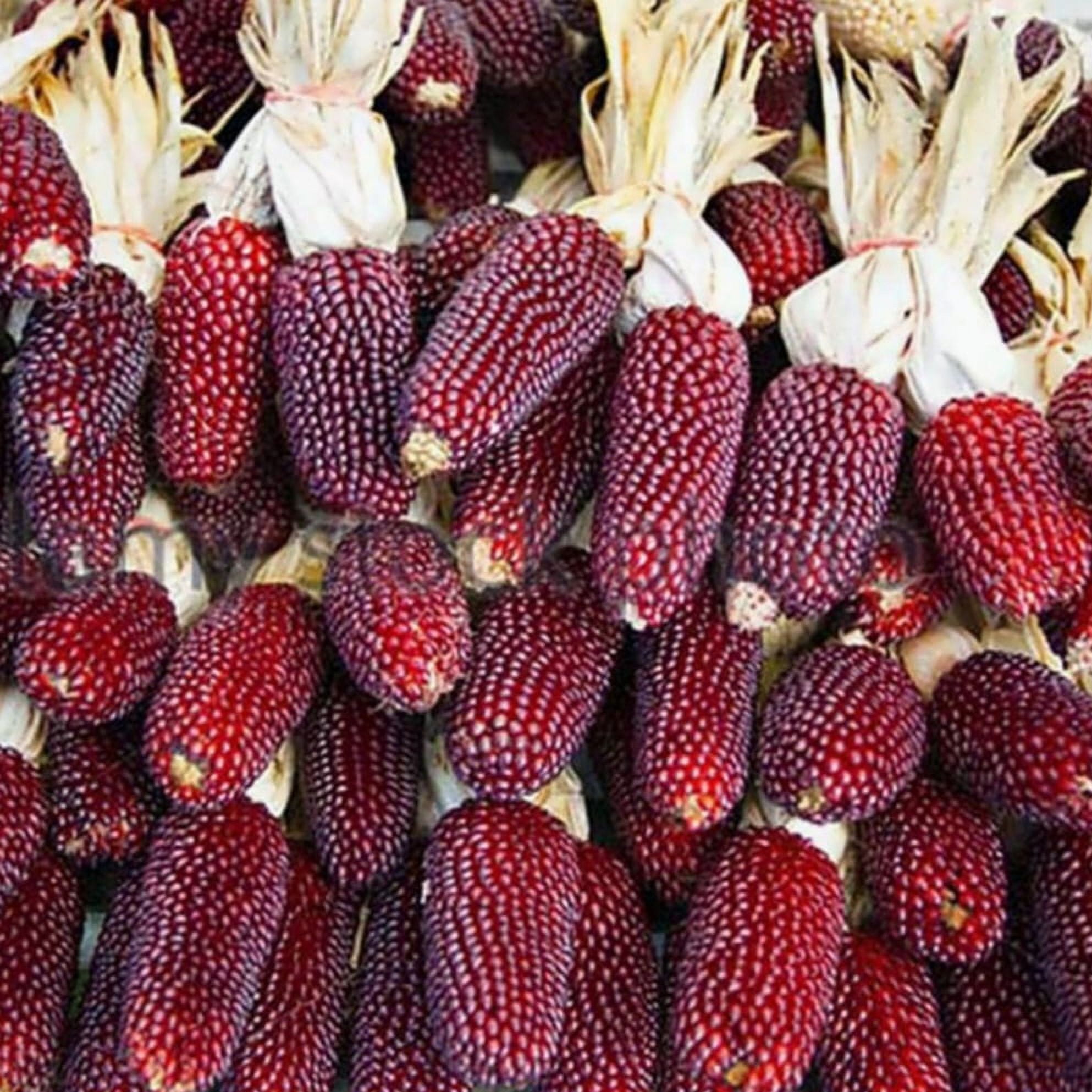 40 Red Strawberry Popcorn Seeds Popcorn Strawberry Cherry Berry Free ...
