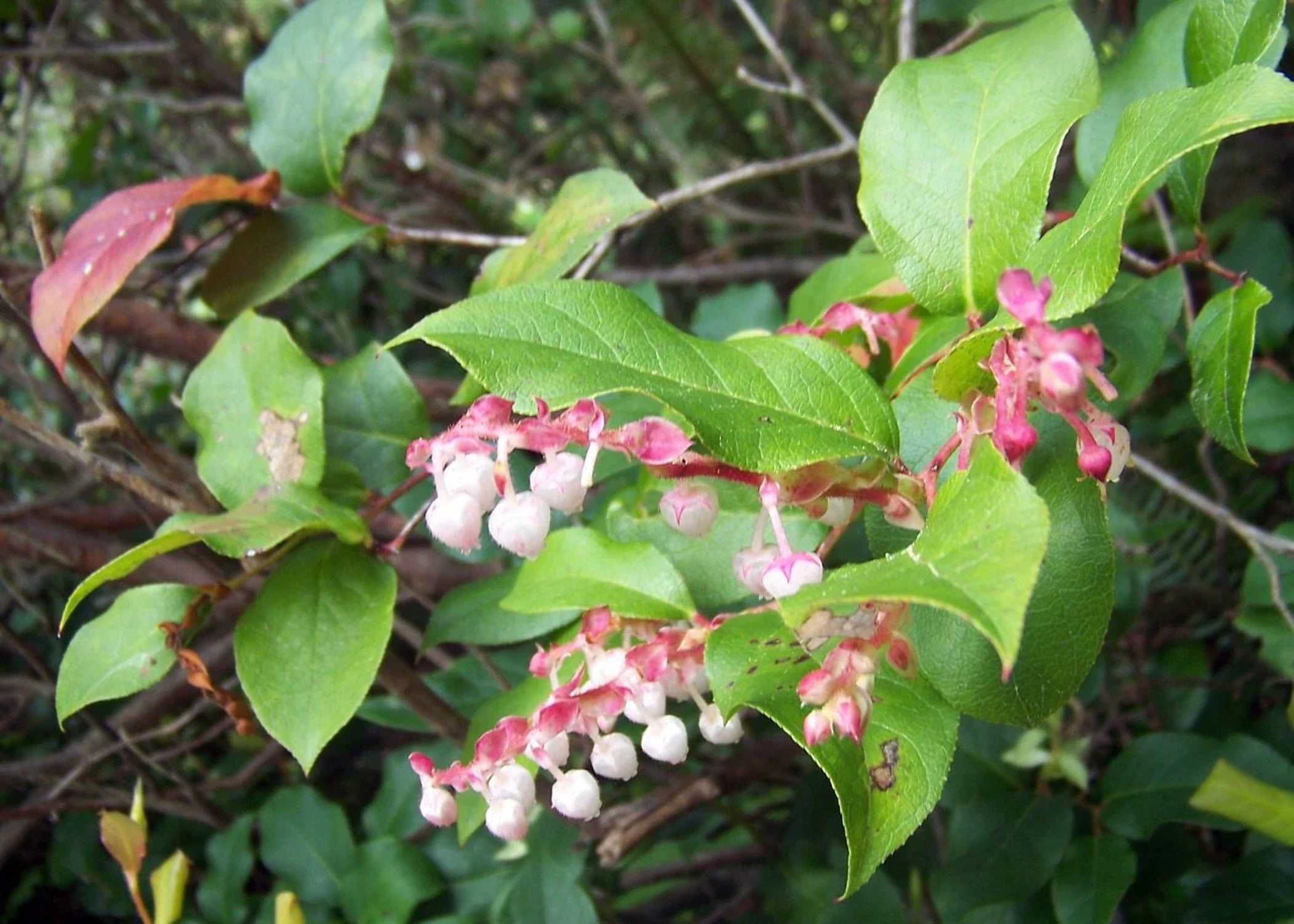 40 SALAL BERRY Gaultheria Shallon Pink White Flowers Blue Fruit Shrub ...
