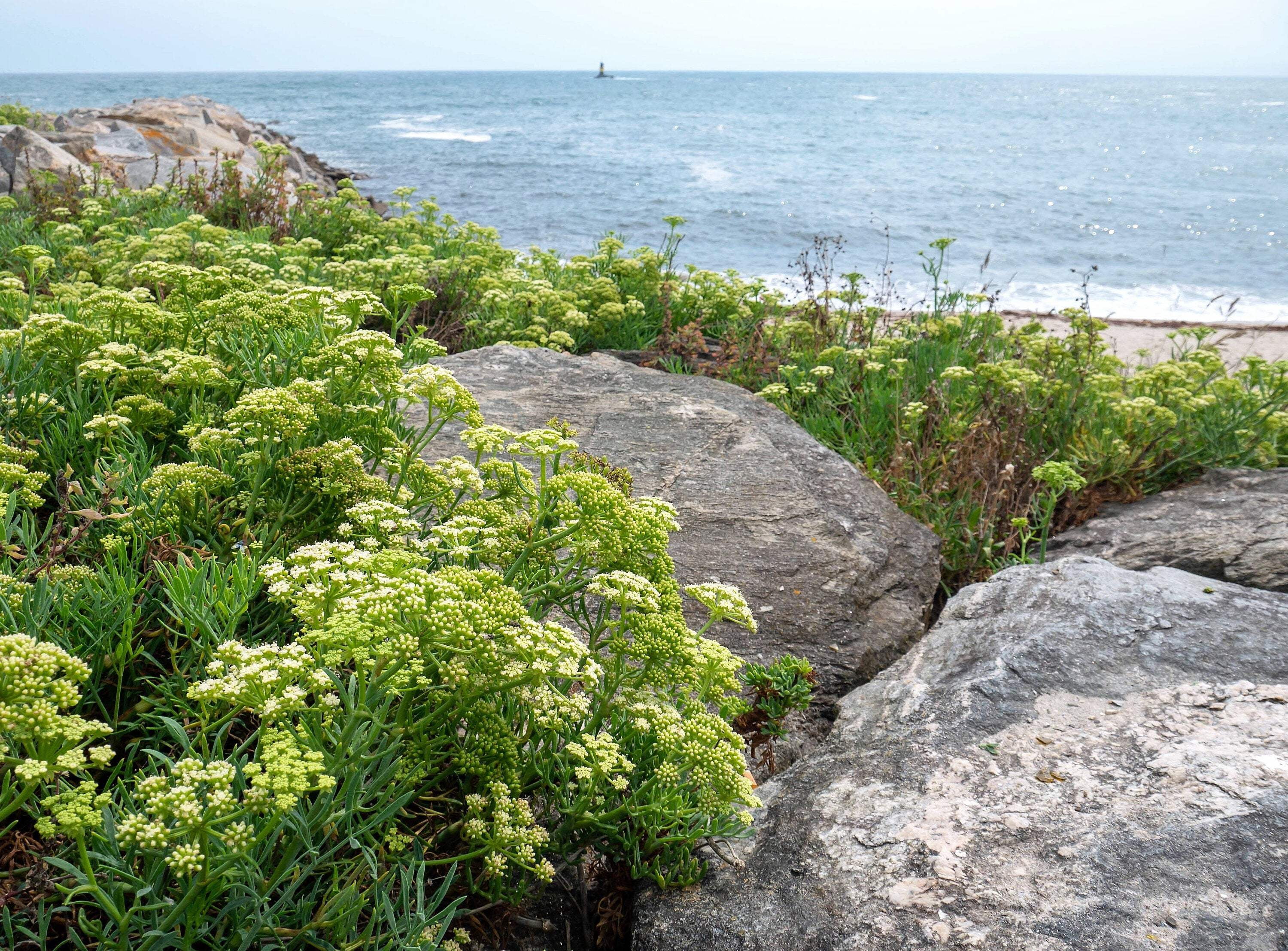 40 SEA FENNEL Rock Samphire Crithmum Maritimum Fragrant Herb Edible ...