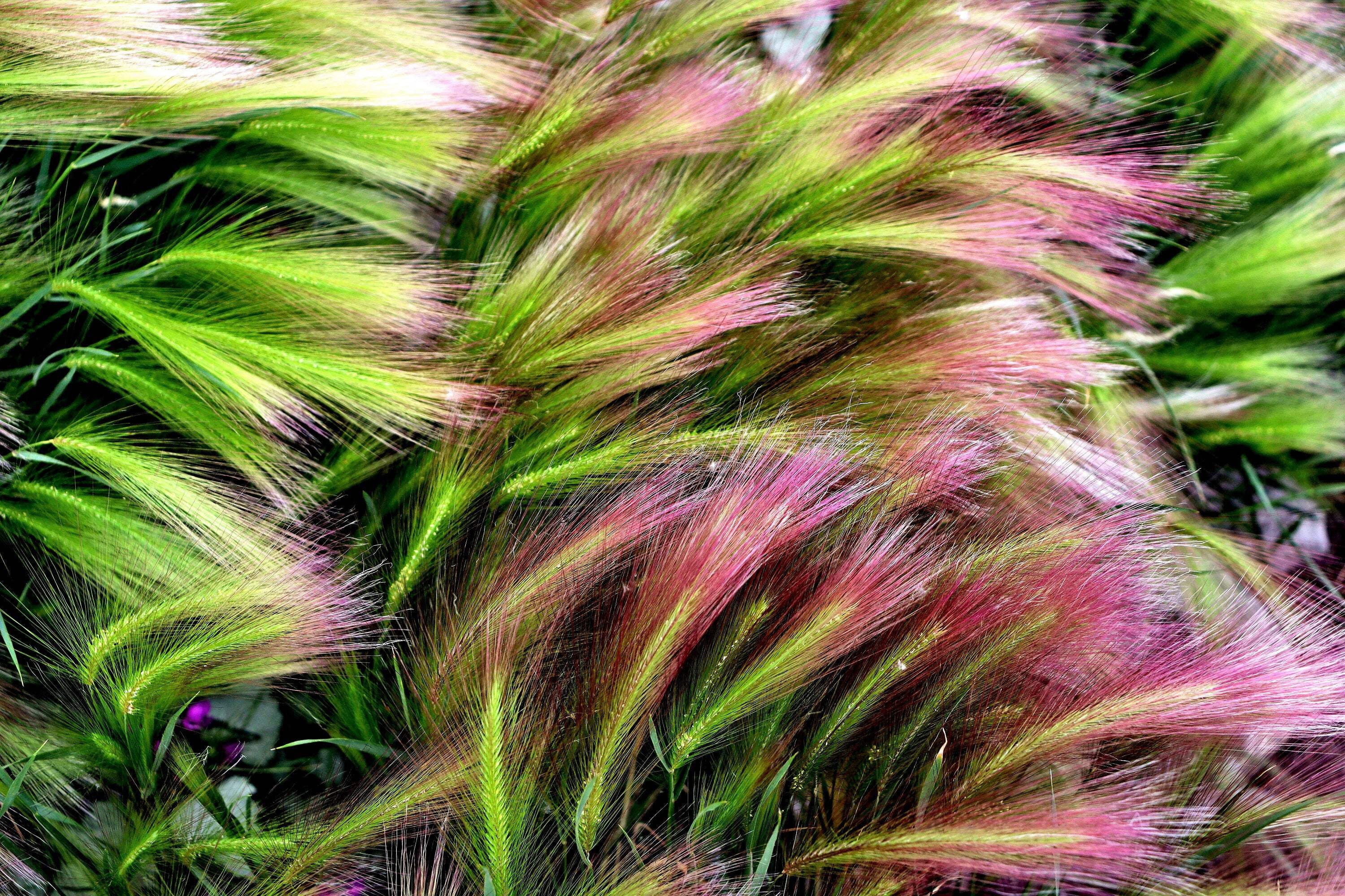 40 SQUIRREL TAIL Barley GRASS (Foxtail Barley) Hordeum Jubatum ...