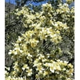 40 STANSBURY CLIFFROSE Purshia Stansburiana Cliff Rose Native Desert ...