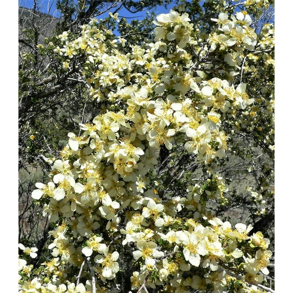 40 STANSBURY CLIFFROSE Purshia Stansburiana Cliff Rose Native Desert ...