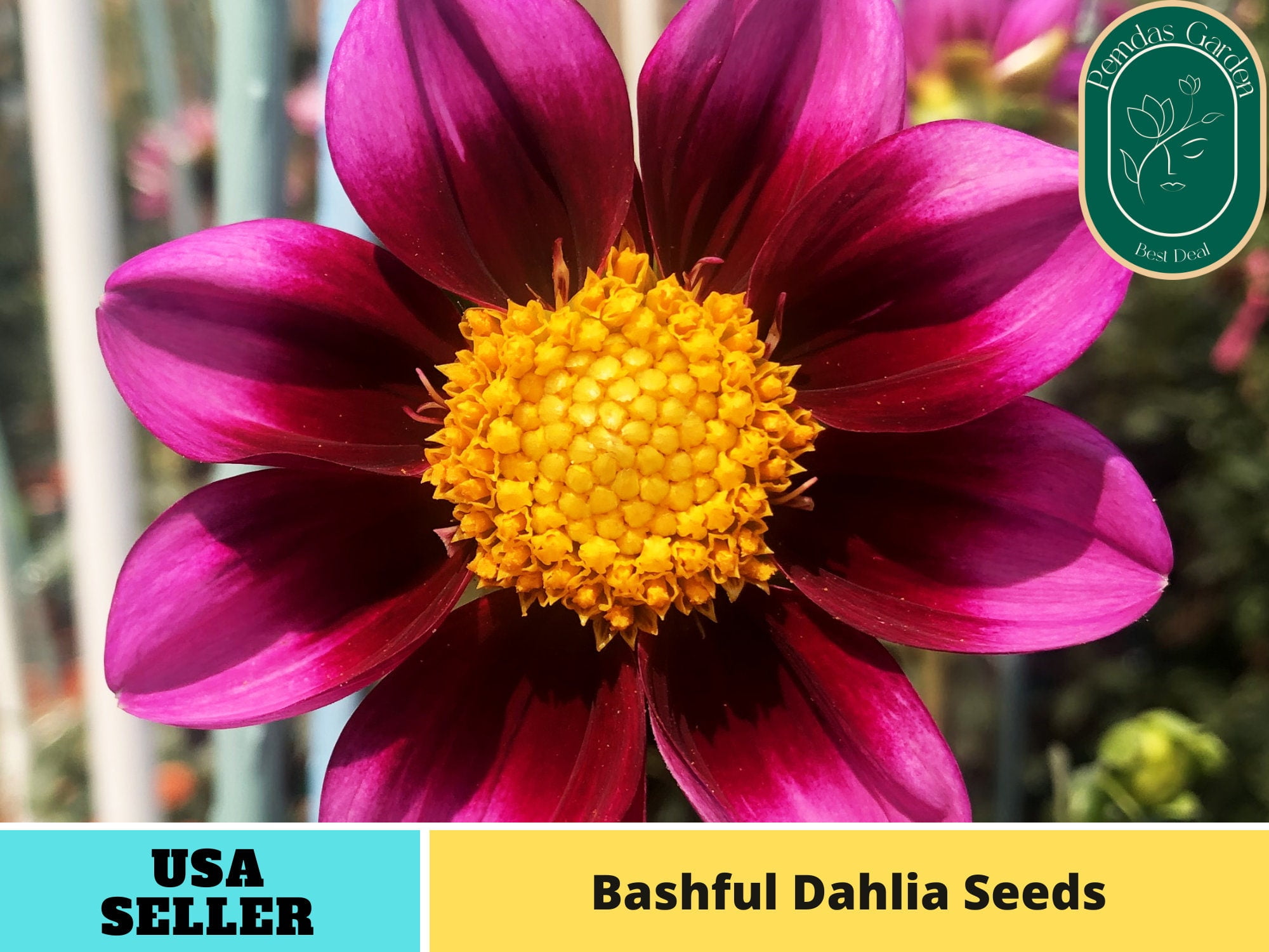 40+ Seeds| Bashful Dahlia Seeds - Authentic Seeds - Perennial~ GMO Free ...