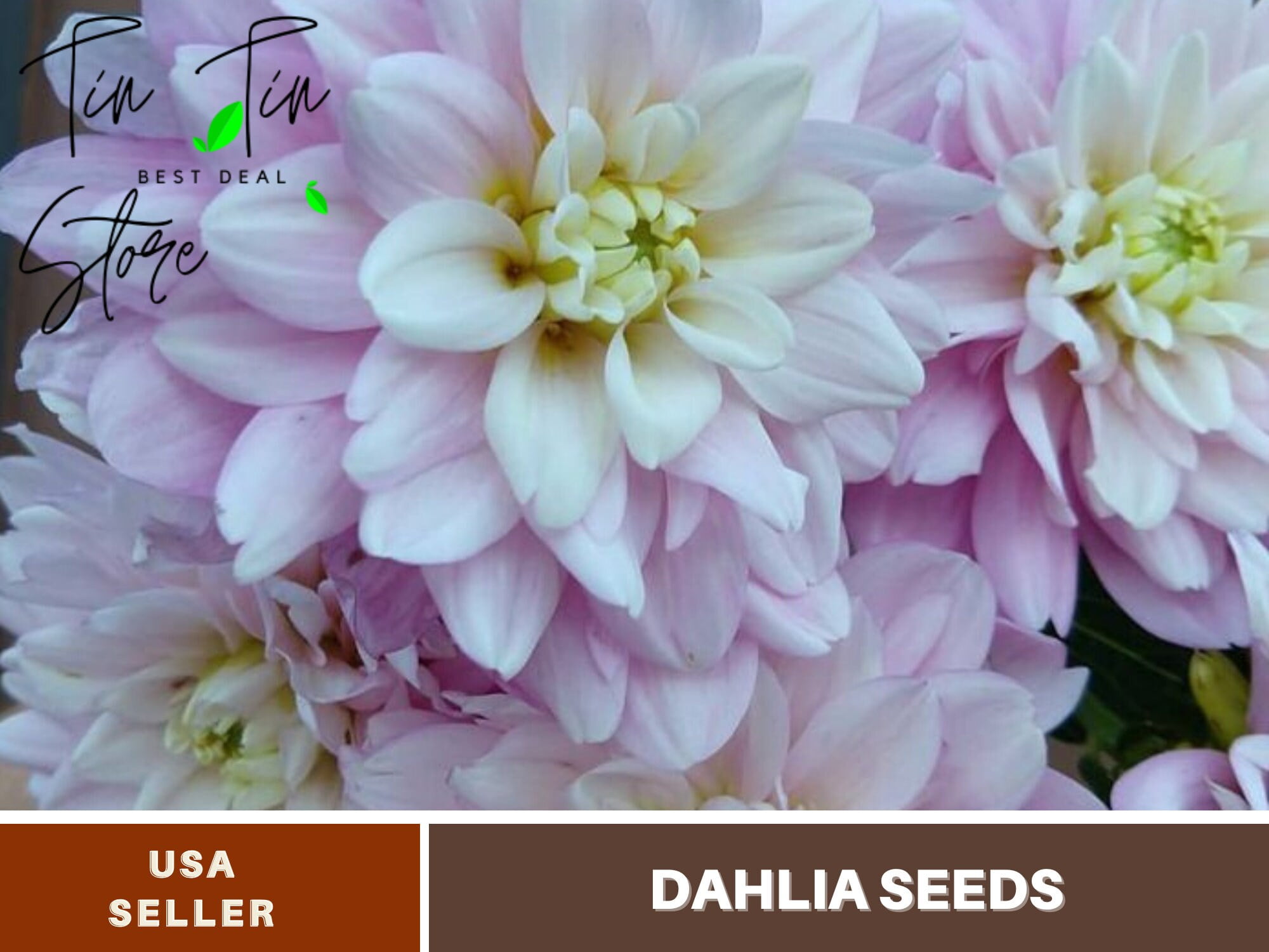 40+ Seeds| Charlotte Mae Dahlia Perennial Seeds - Flower See | Seeds ...