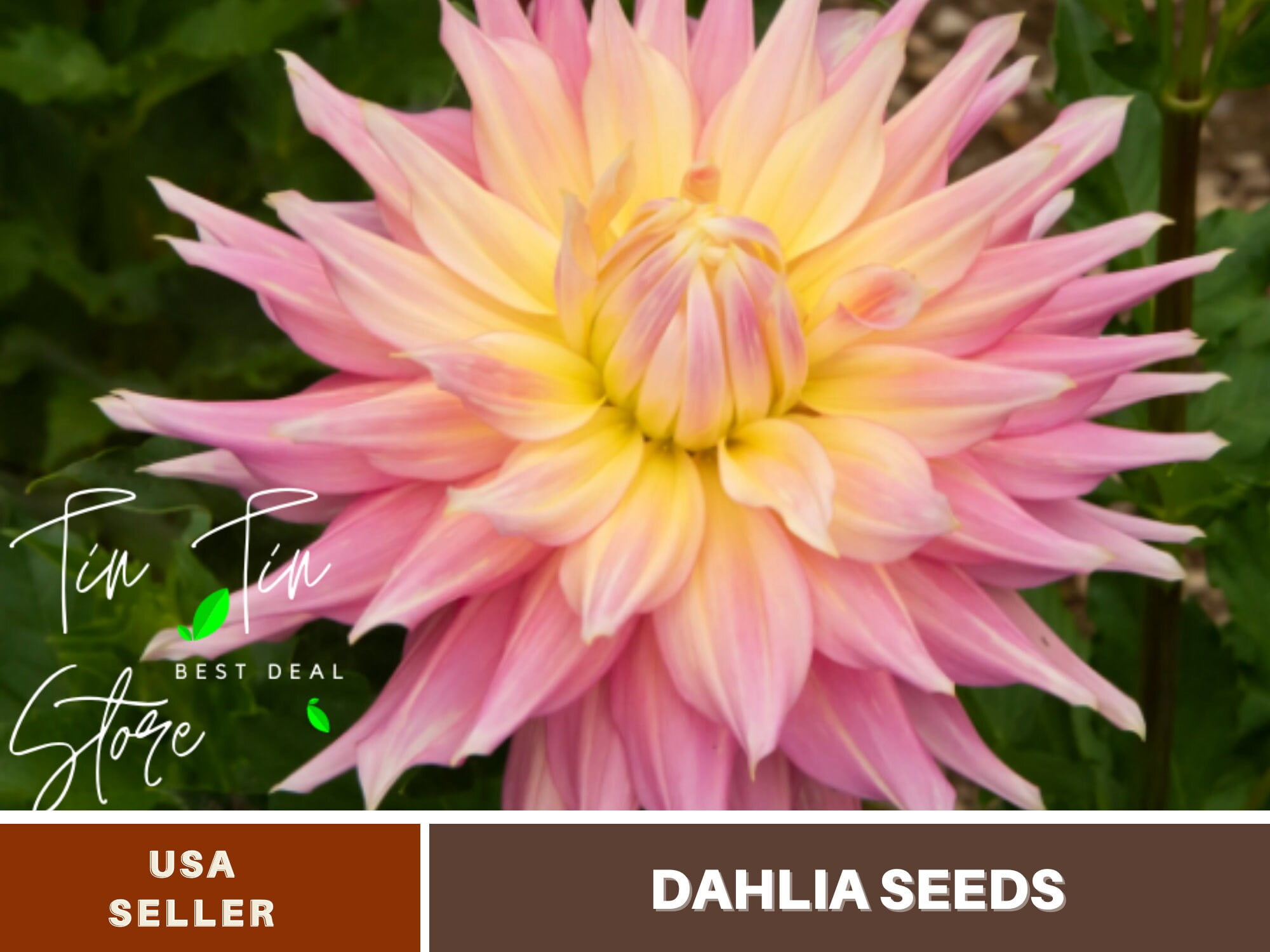 40+ Seeds| Clearview Jonas Dahlia Perennial Seeds - Flower See | Seeds ...