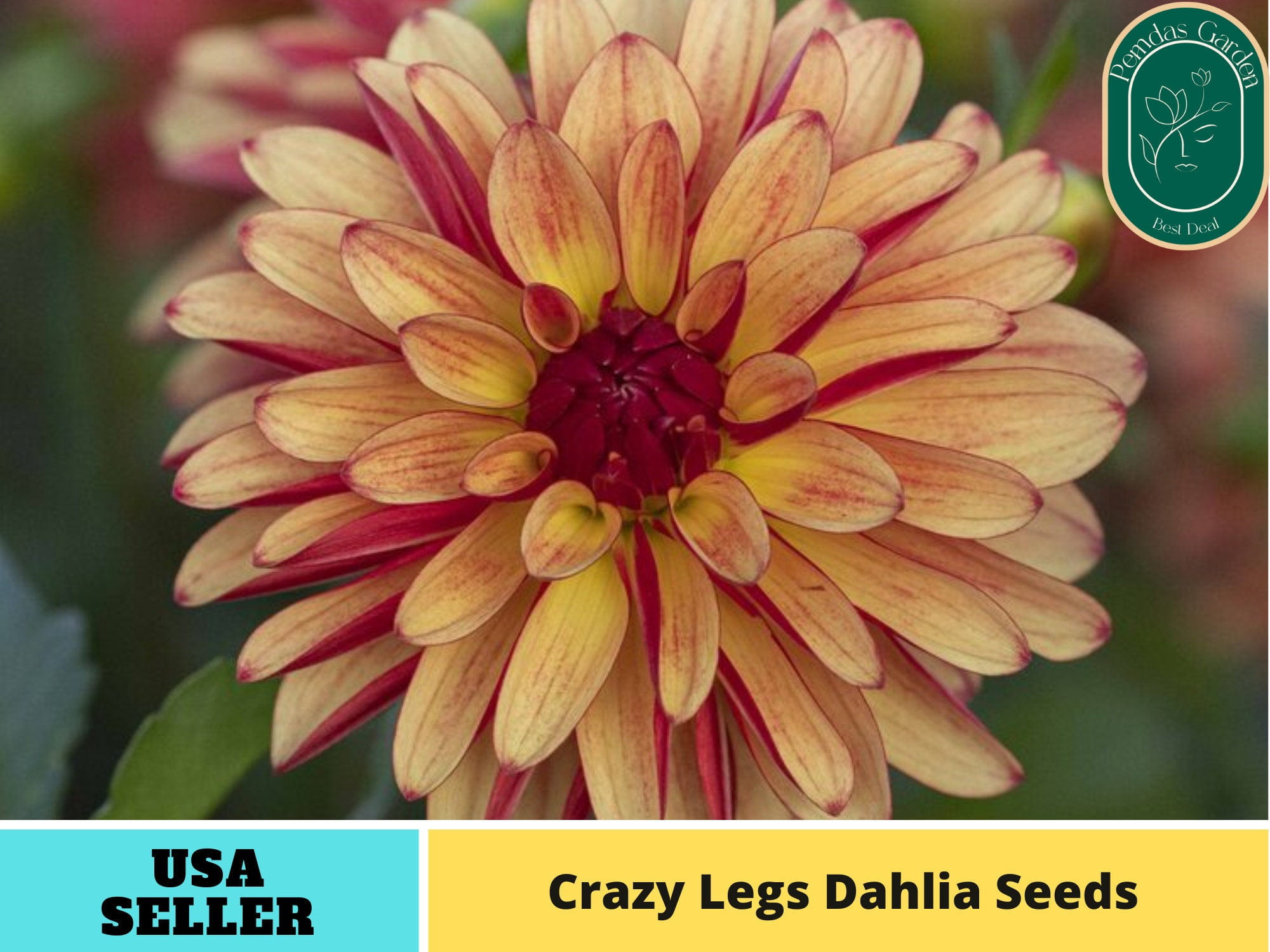 40+ Seeds| Crazy Legs Dahlia Perennial Seeds - Authentic Seeds ...