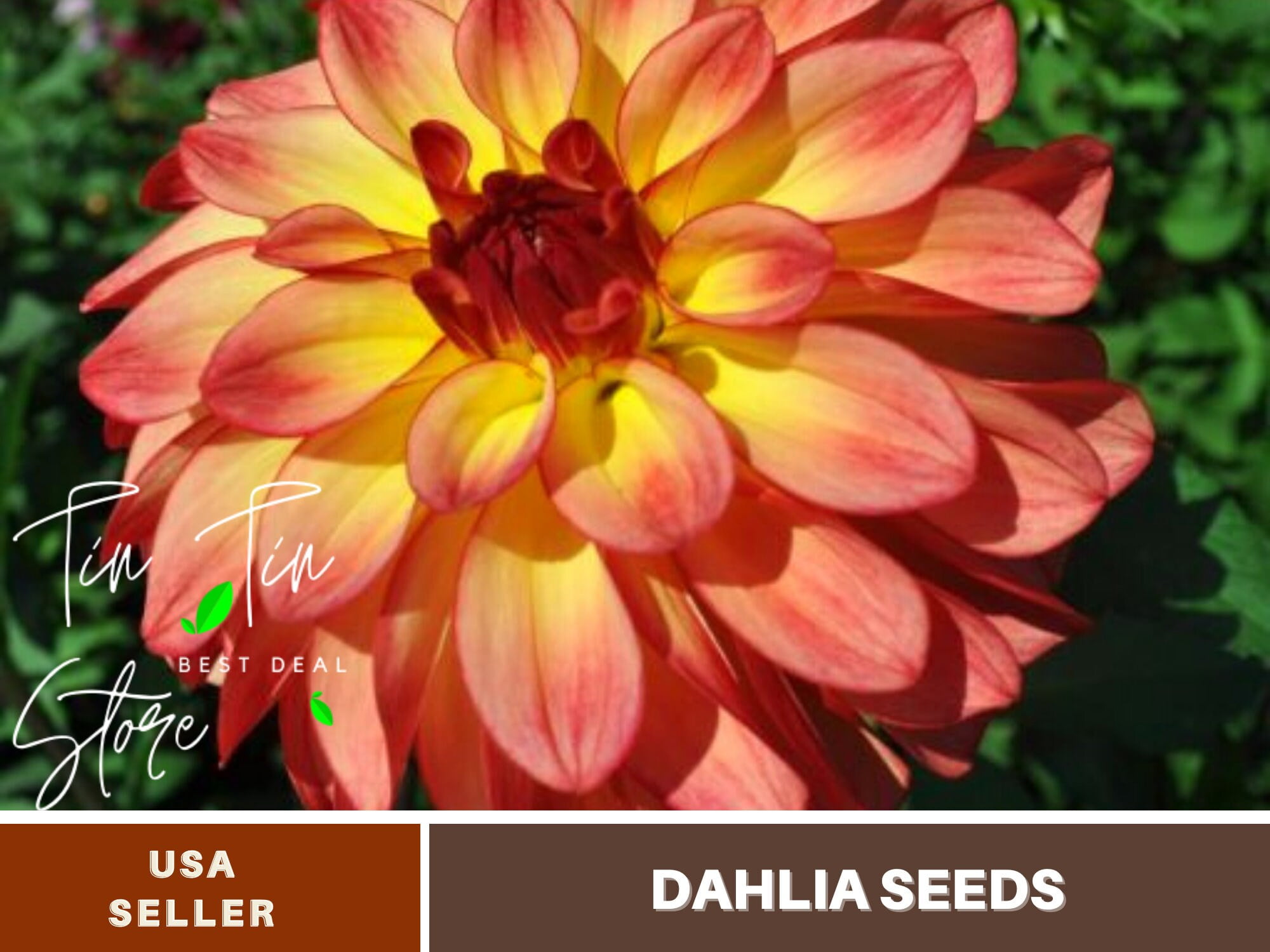40+ Seeds| Crazy Legs Dahlia Perennial Seeds - Flower See | Seeds ...