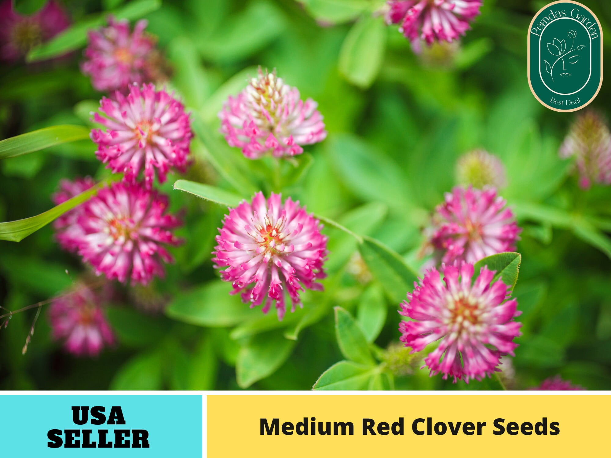 40+Seeds| Medium Red Clover Seeds - Authentic Seeds - Perennial~ GMO ...