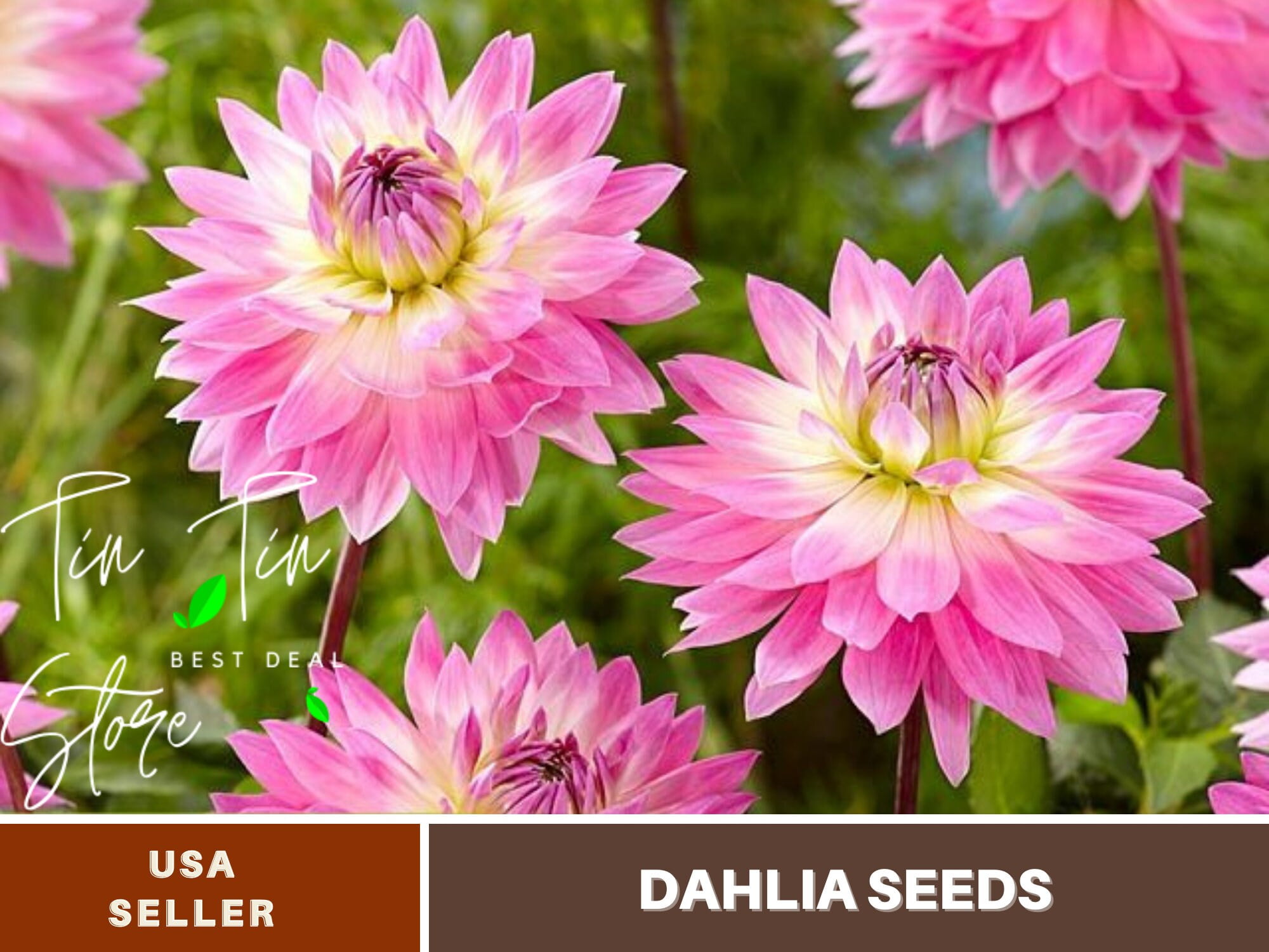 40+ Seeds| Miss Delilah Dahlia Perennial Seeds | Seeds, Herbal Seeds ...