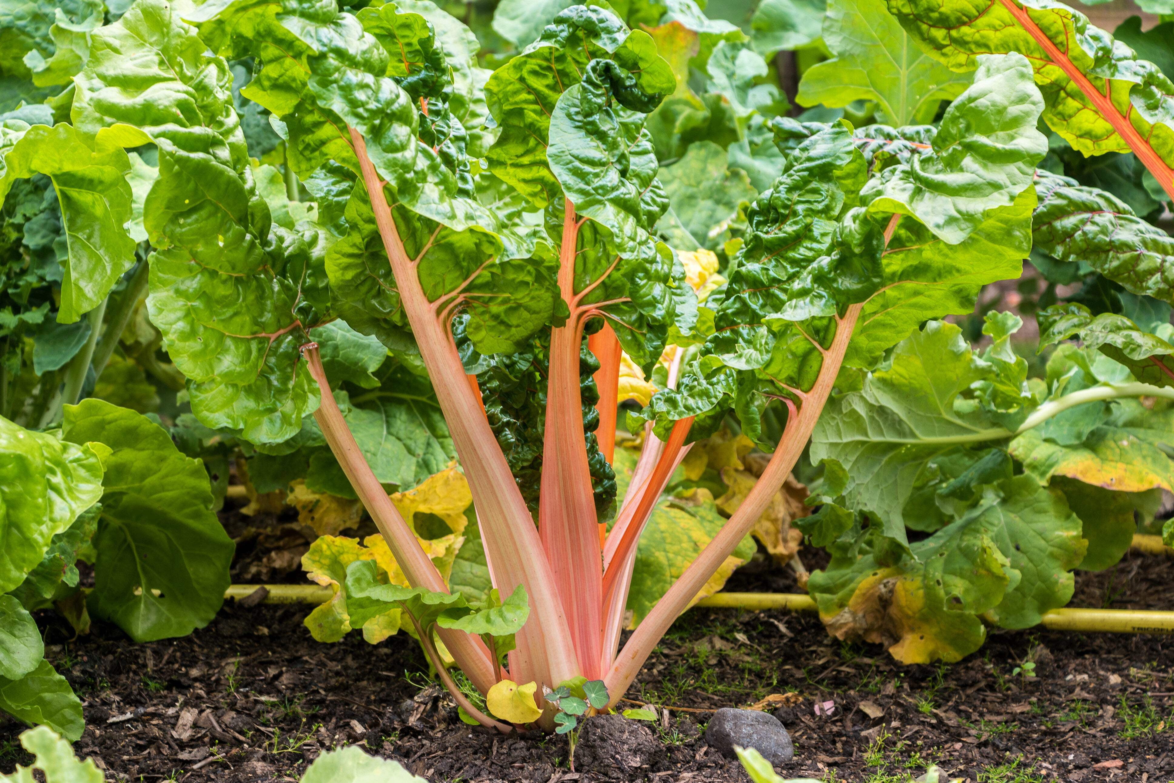 40 *Seeds PINK FLAMINGO SWISS CHARD Beta Vulgaris Perpetual Spinach ...
