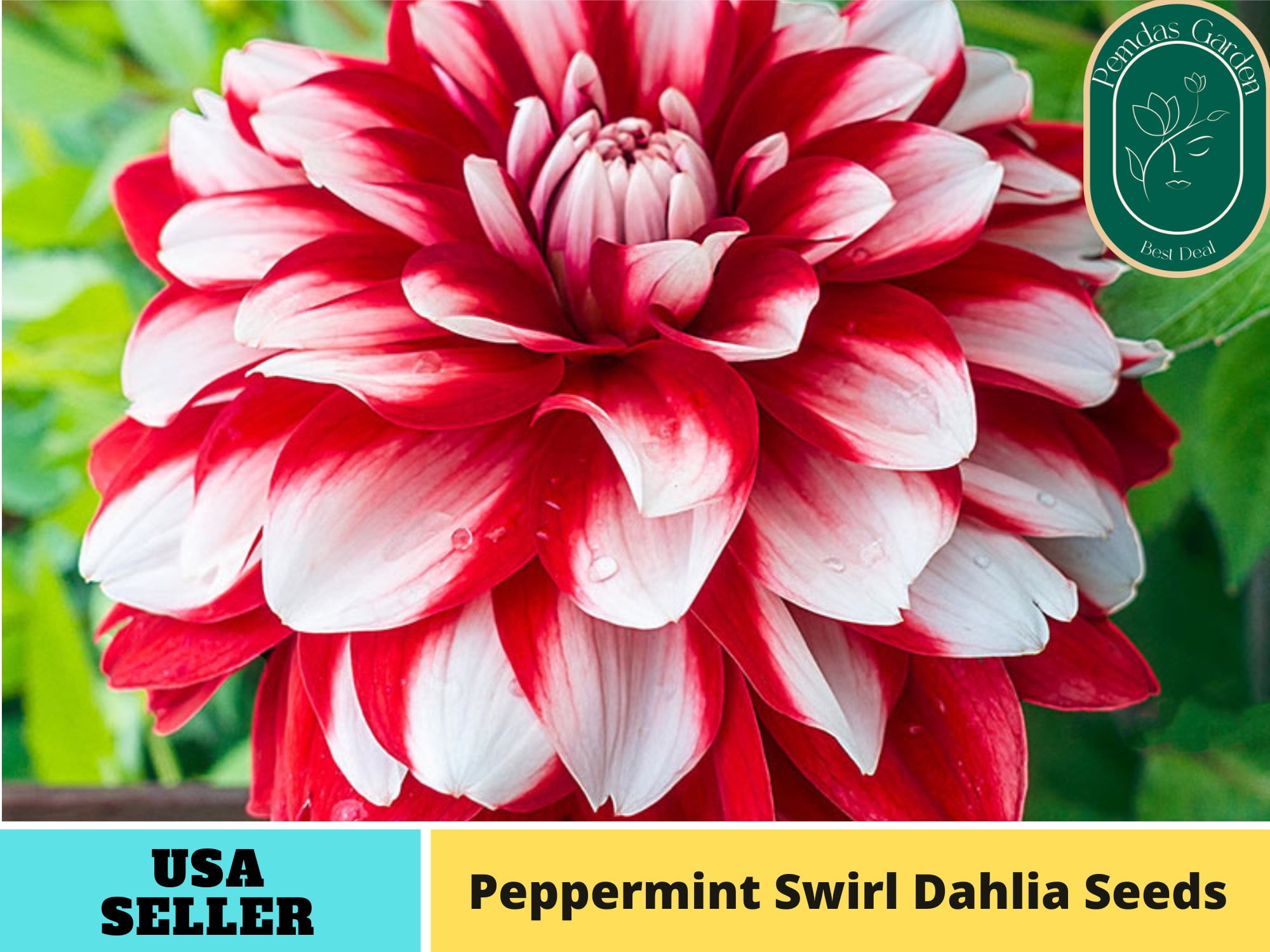 PEMDASGARDEN 40+ Peppermint Swirl Dahlia Perennial Seeds, Flower Seeds ...