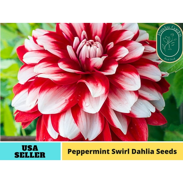 40+ Seeds| Peppermint Swirl Dahlia Perennial Seeds - Authentic Seeds ...