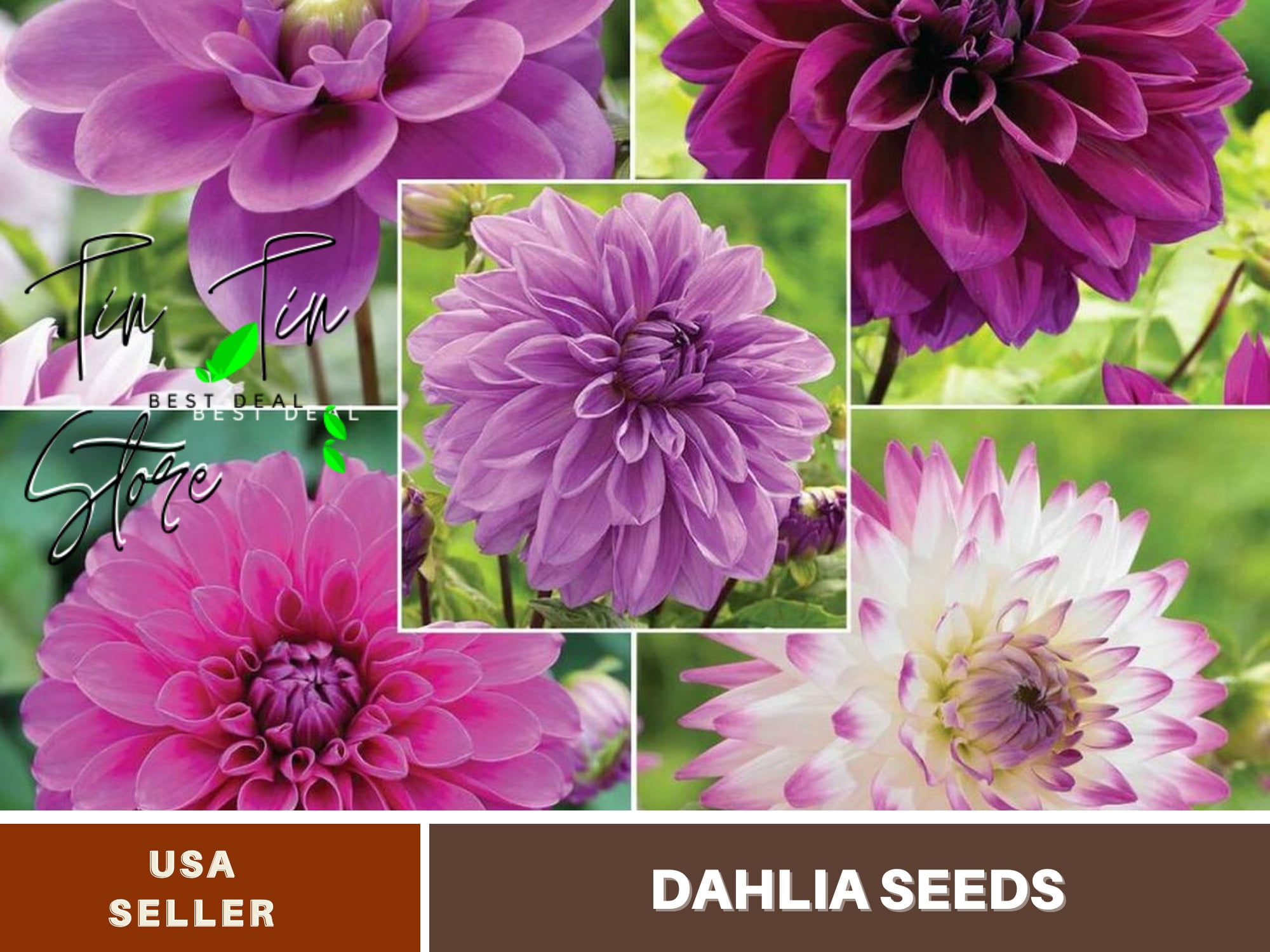 40+ Seeds-Pink & purple mix Dahlia Seeds #D043-Authentic Seeds-Flowers ...
