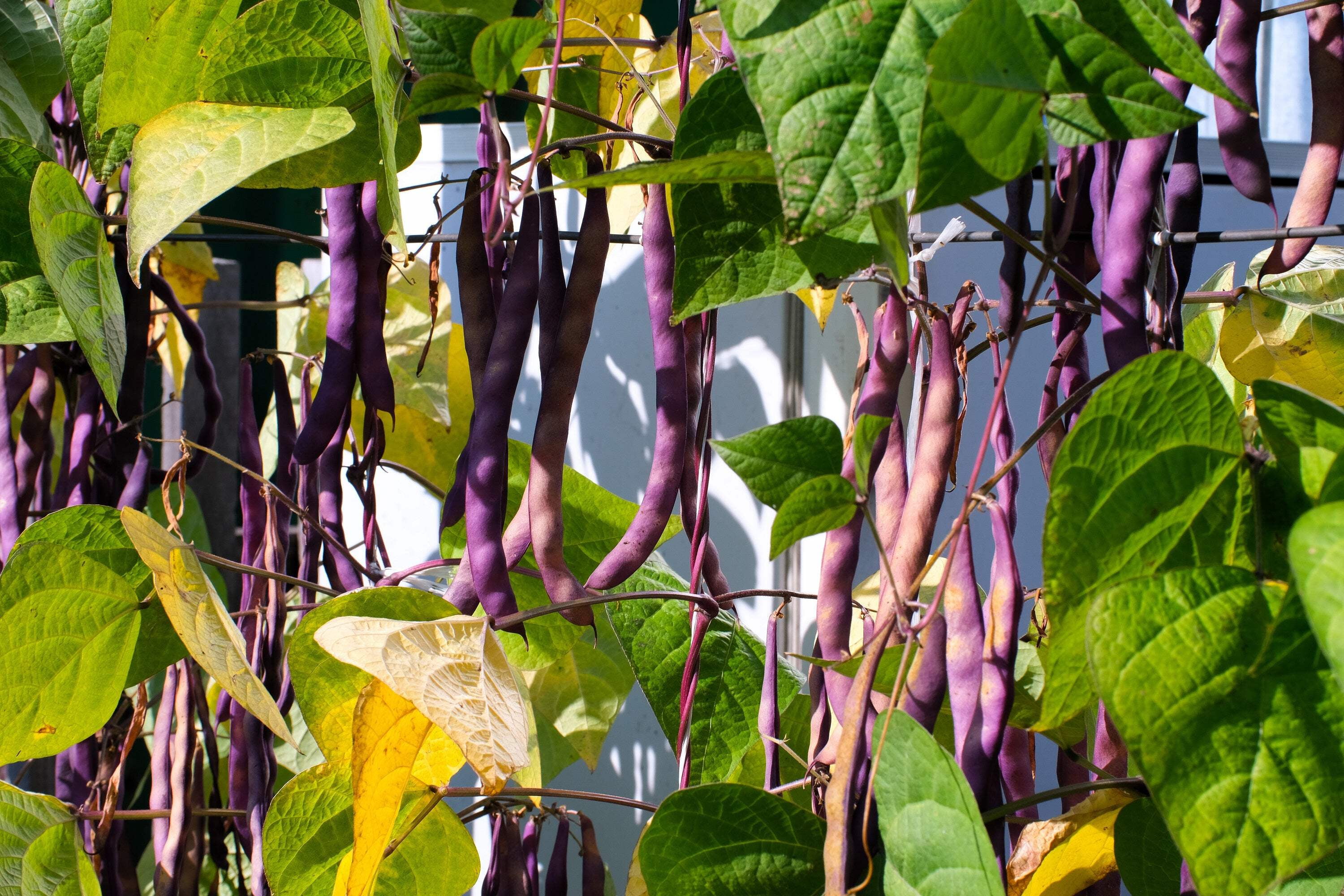 40 Seeds Royal PURPLE POD BEAN Phaseolus Vulgaris Vegetable Seeds ...