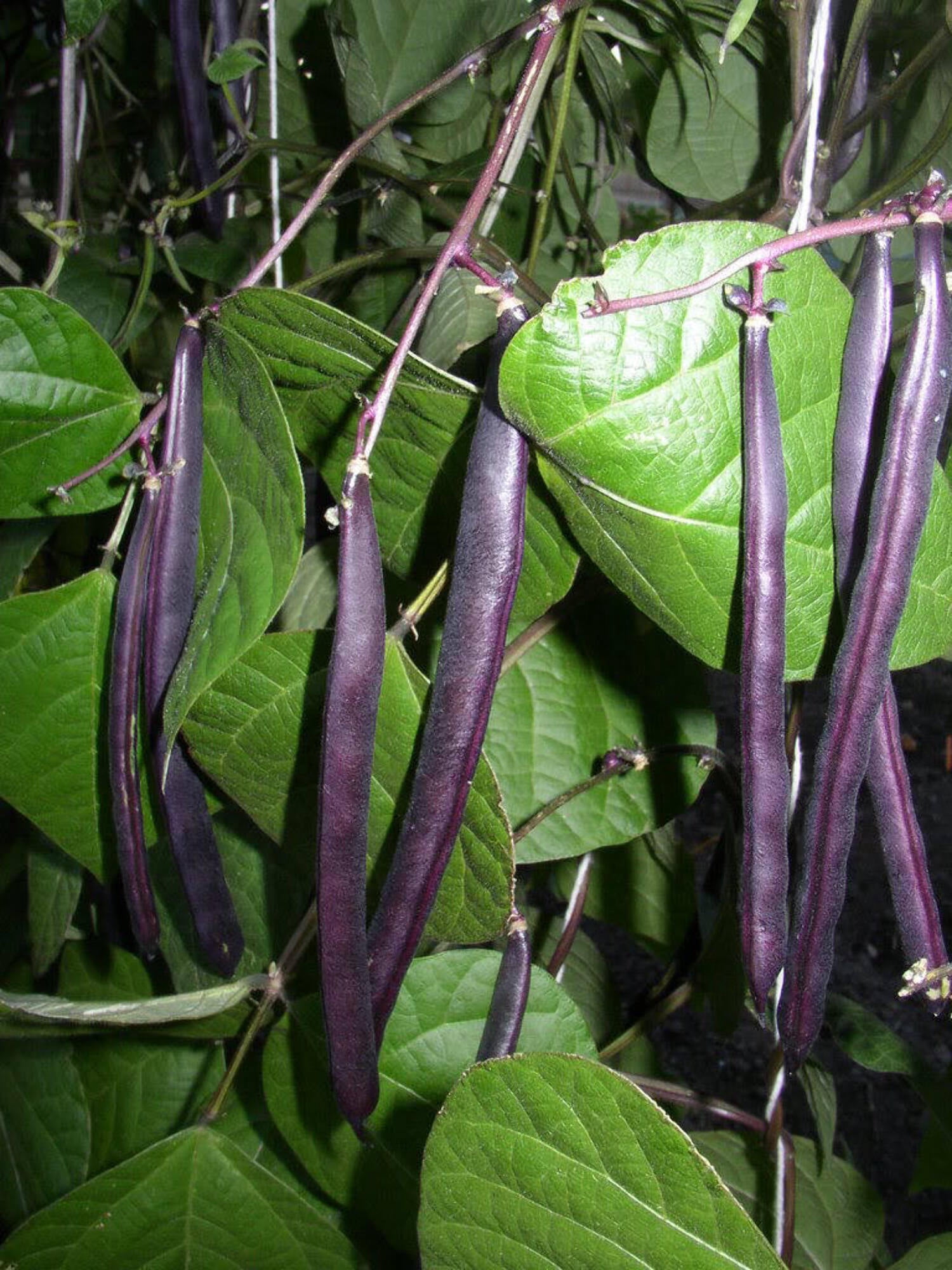 Seedville Royal Purple Pod Bean Seeds 40 Pack, Purple Pods, Heirloom ...