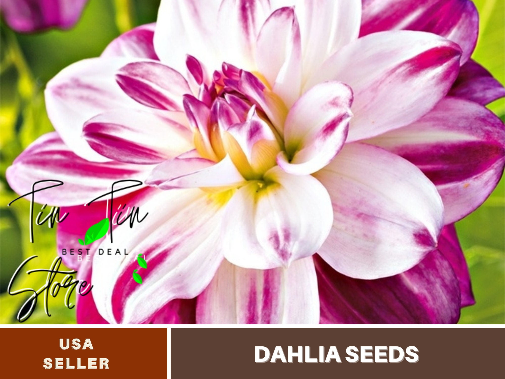 Saint Martin Dahlia Perennial Seeds for Planting, 40+ Seeds, Herbal ...