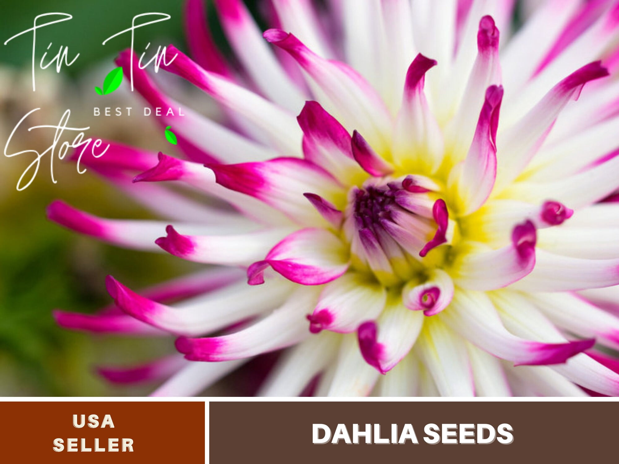 40+ Seeds| Tanjoh Dahlia Perennial Seeds | Seeds, Herbal Seeds, Flower ...