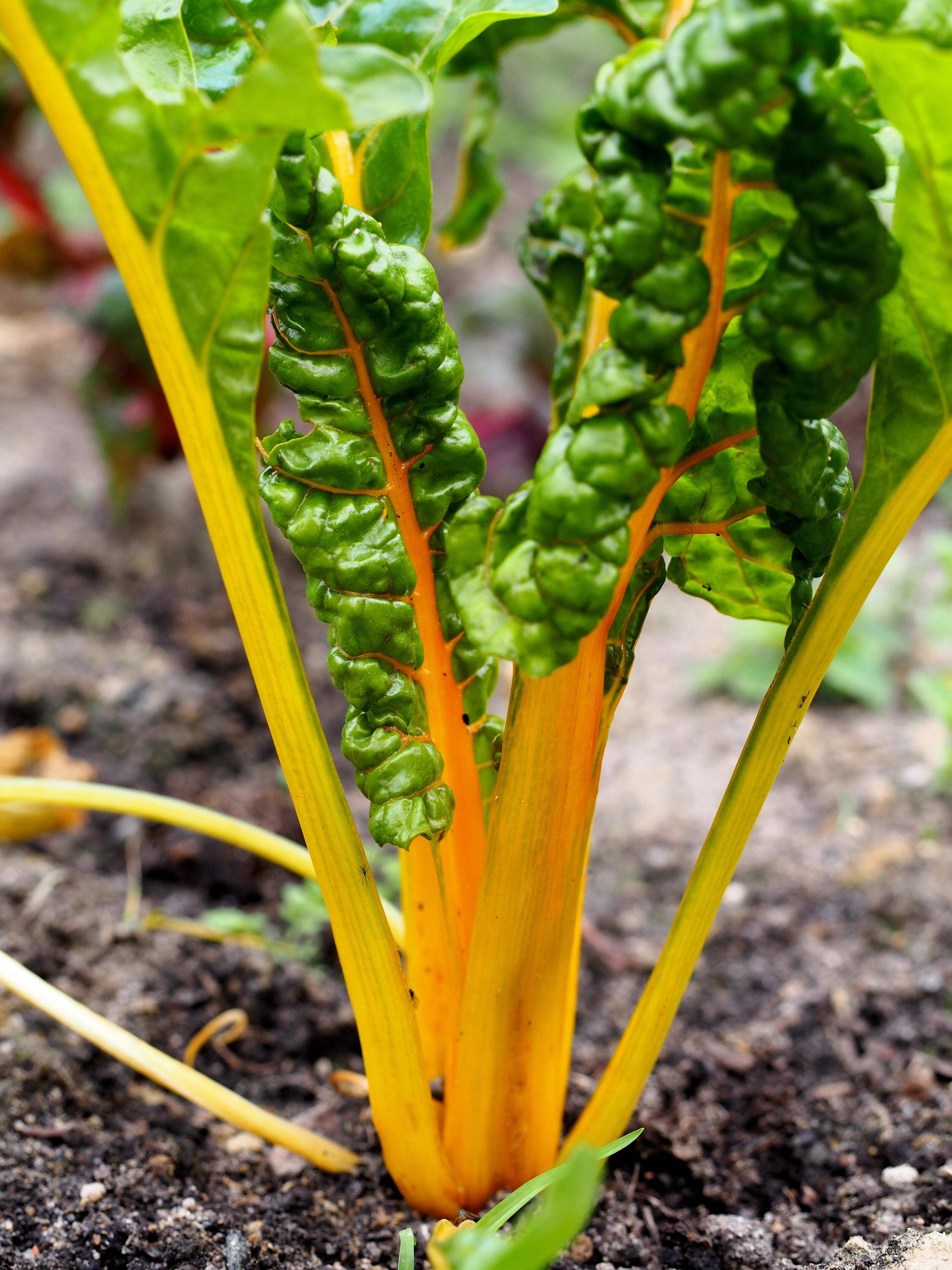 40 *Seeds YELLOW CANARY SWISS CHARD Beta Vulgaris Perpetual Spinach ...