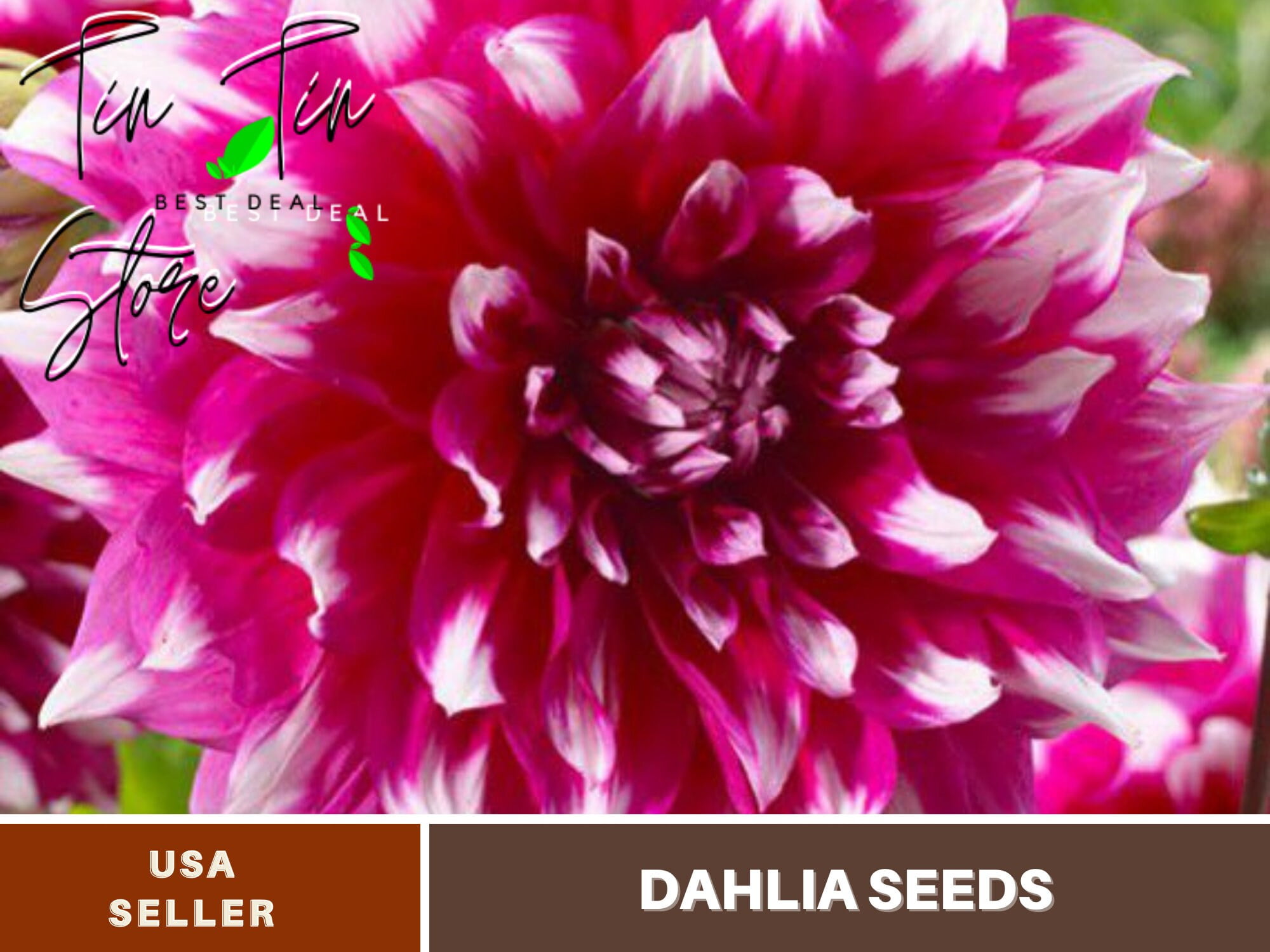 40+ Seeds| Yarra Falls Dahlia Seeds-#D086-Authentic Seeds-Flowers-Seeds ...