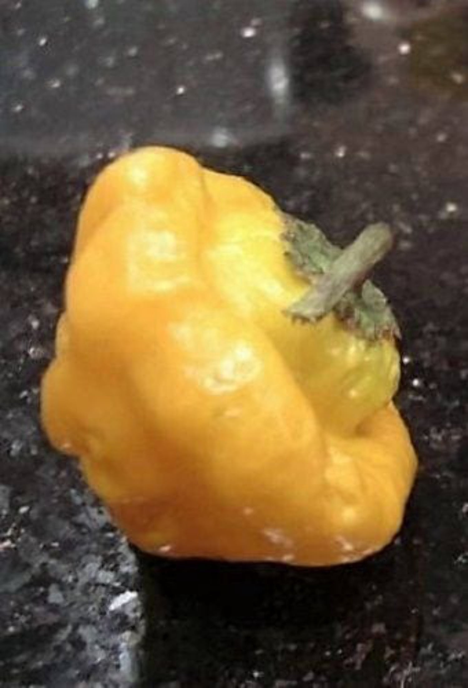 40 Seeds Yellow JAMAICAN HOT PEPPER Capsicum Annuum Scotch Bonnet ...
