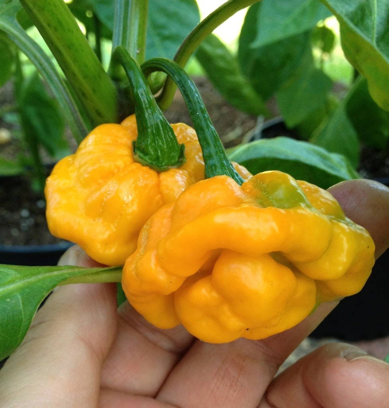 Inspiring Where To Buy Scotch Bonnet Peppers Pictures