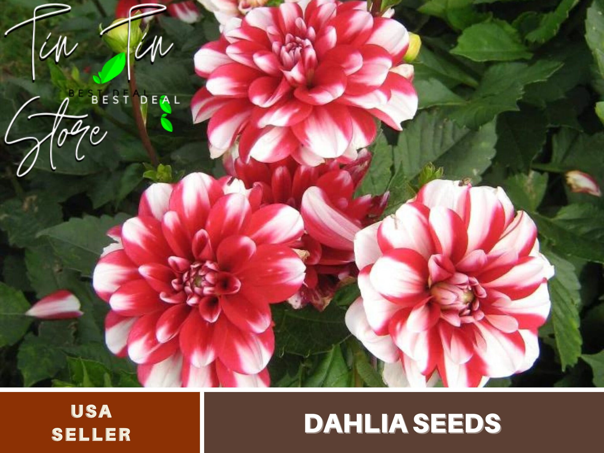 40+ Seeds| Yoro Kobi Dahlia Perennial Seeds - Buy 3 Get 1 Free#D077 - Walmart.com