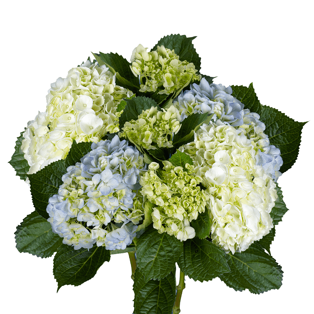 40 Stems of Assorted Color Hydrangeas- Beautiful Fresh Cut Flowers ...