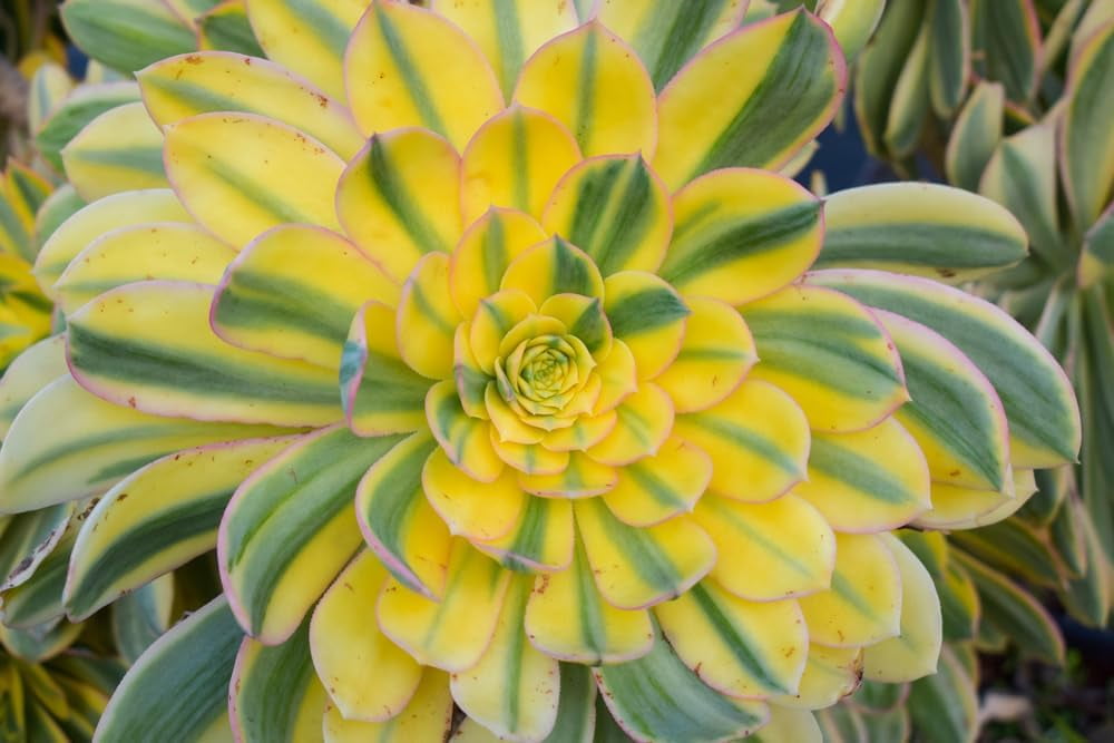 40 Sunburst Succulent Seeds Aeonium davidbramwellii Succulent Seeds for ...