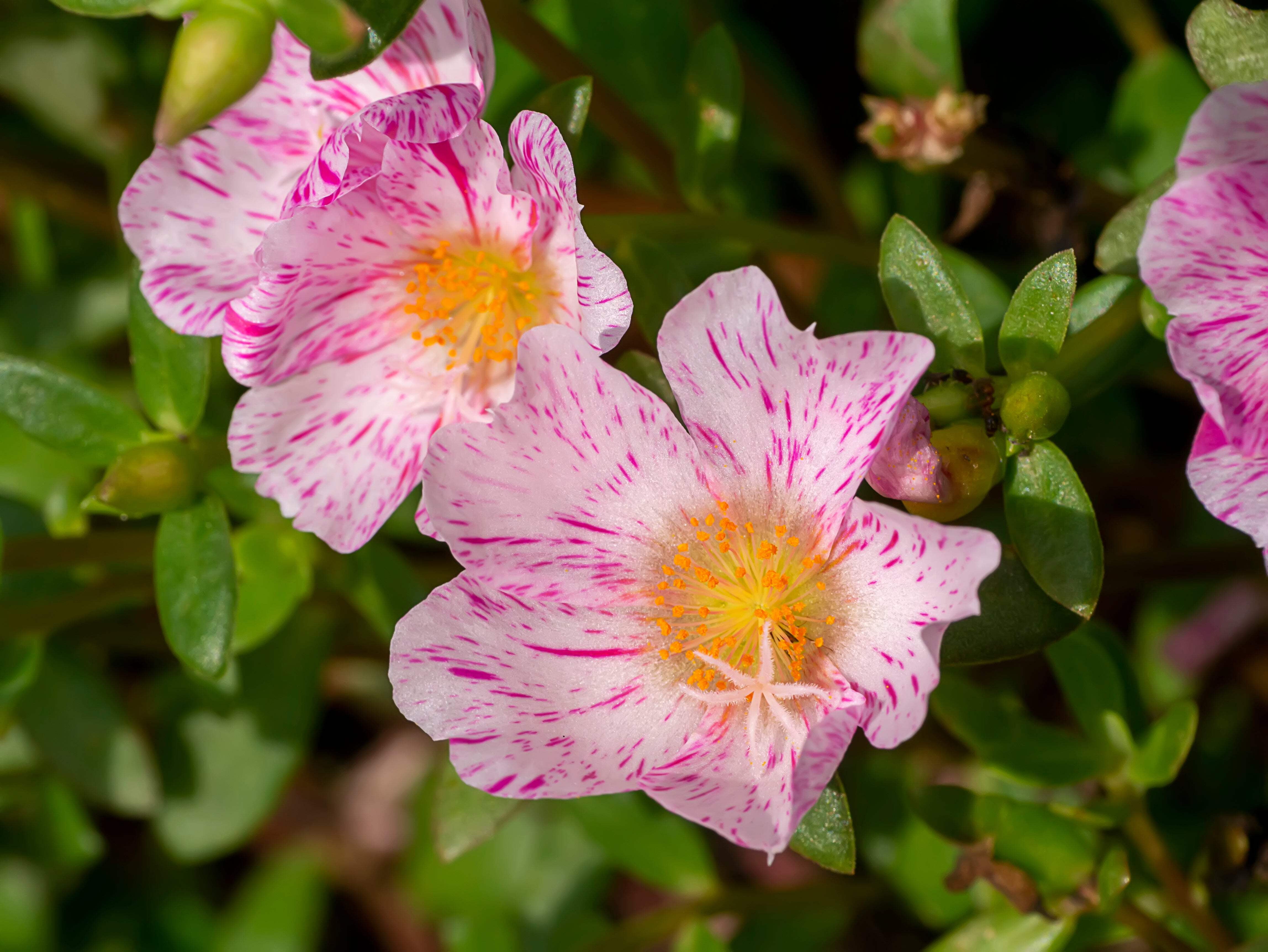 40 Sundial PEPPERMINT PORTULACA Grandiflora Moss Rose Pink Streaked ...