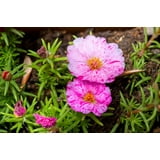 40 Sundial PEPPERMINT PORTULACA Grandiflora Moss Rose Pink Streaked ...