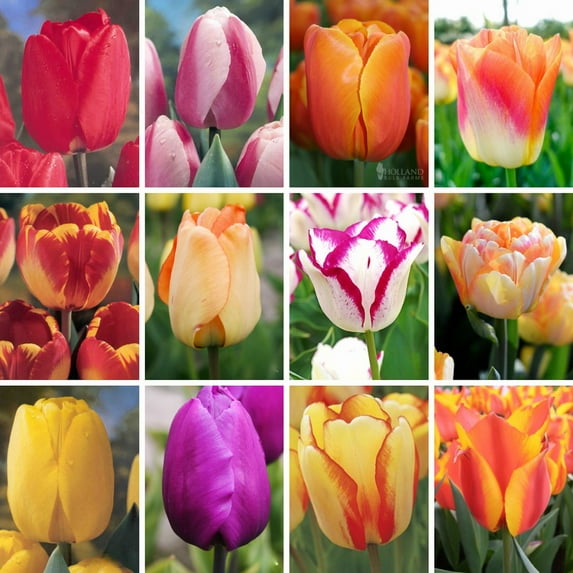 40 Tulip Bulb Mix for Spring Blooming, Assorted Colors Suitable for ...