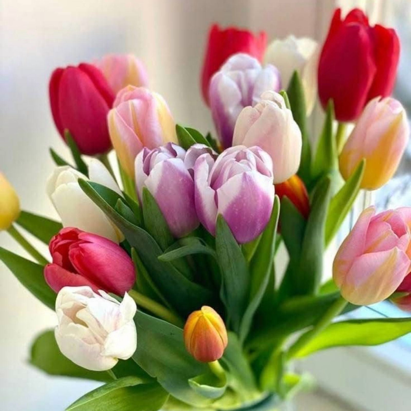 40 Tulip Bulb Mix for Spring Blooming, Assorted Colors Suitable for ...