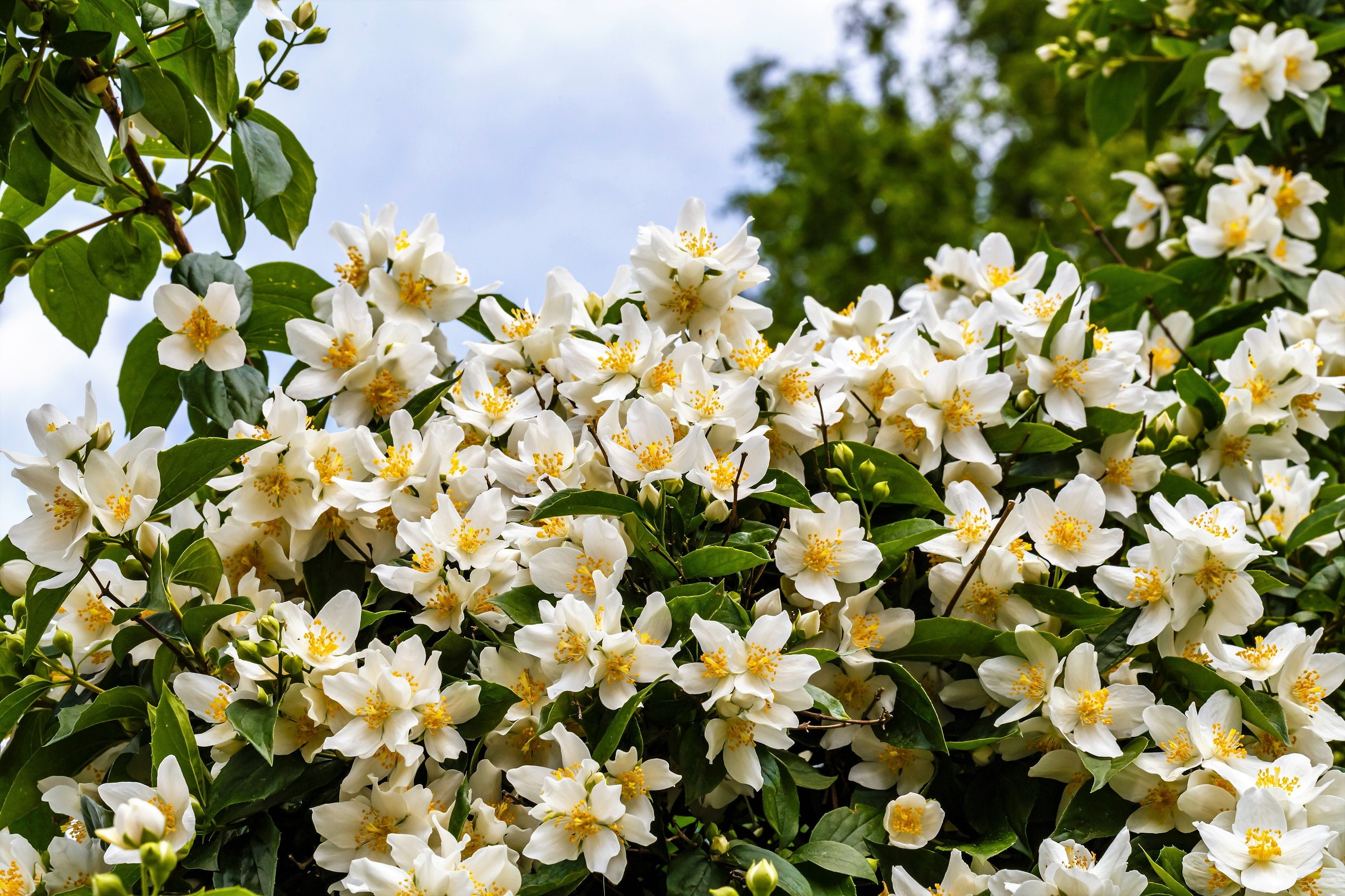 Seedville 40 Western Mock Orange Philadelphus Lewisii Plant Seeds ...