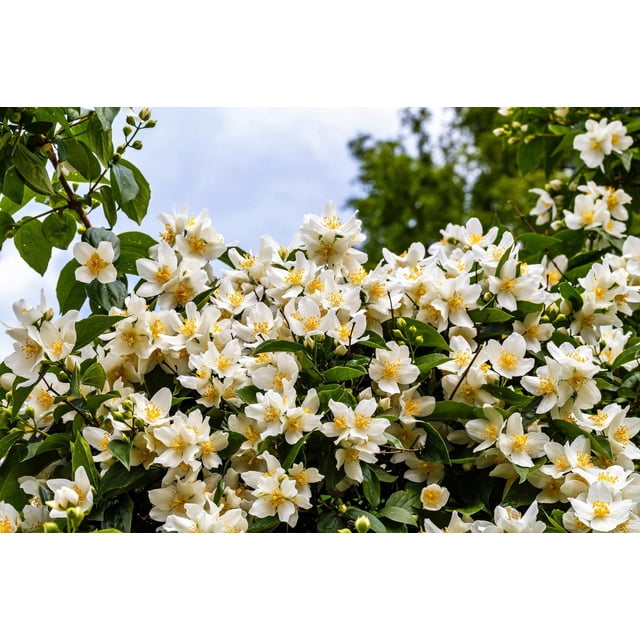 40 WESTERN MOCK ORANGE Philadelphus Lewisii Native White Yellow Flower ...