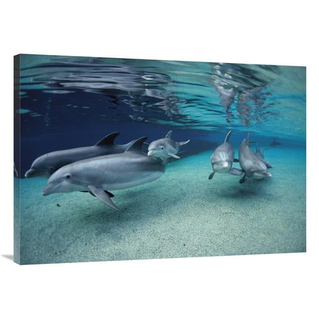 40 in. Bottlenose Dolphin Group Swimming in Shallow Water, Hawaii Art ...