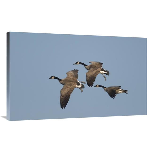 40 in. Canada Goose Trio Flying, Kellogg Bird Sanctuary, Michigan Art ...