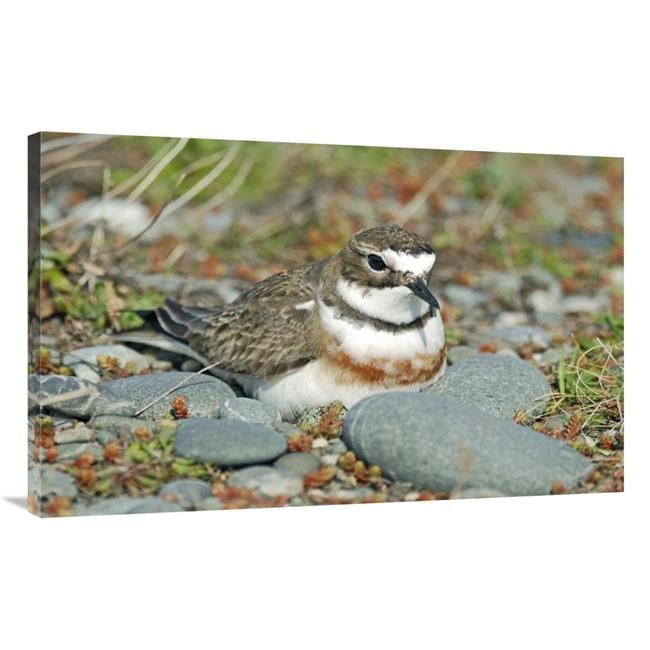 40 in. Double-Banded Plover on Ground Nest, Lake Ellesmere, New Zealand ...