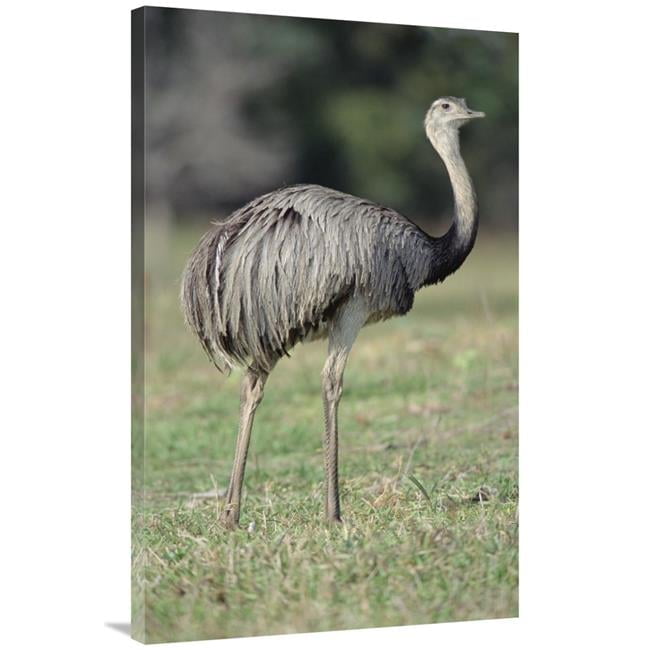 40 in. Greater Rhea Grazing in Savannah, Pantanal, Brazil Art Print ...