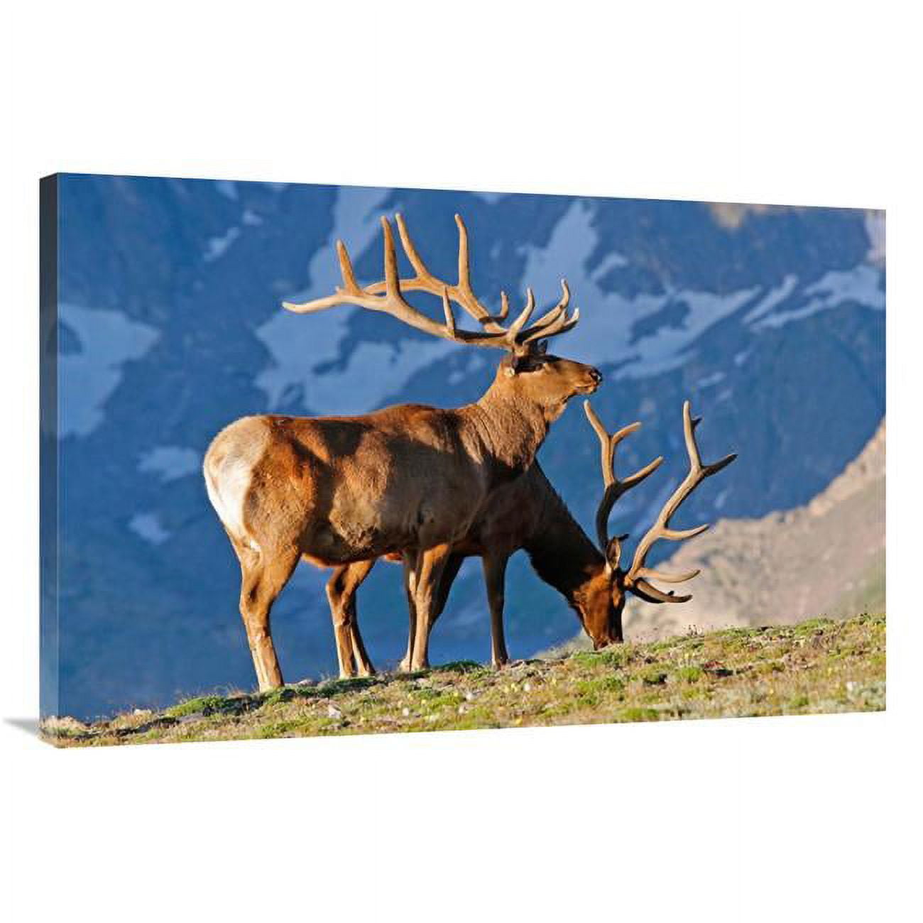40 in. Two High Country Bull Elk Art Print - Vic Schendel - Walmart.com