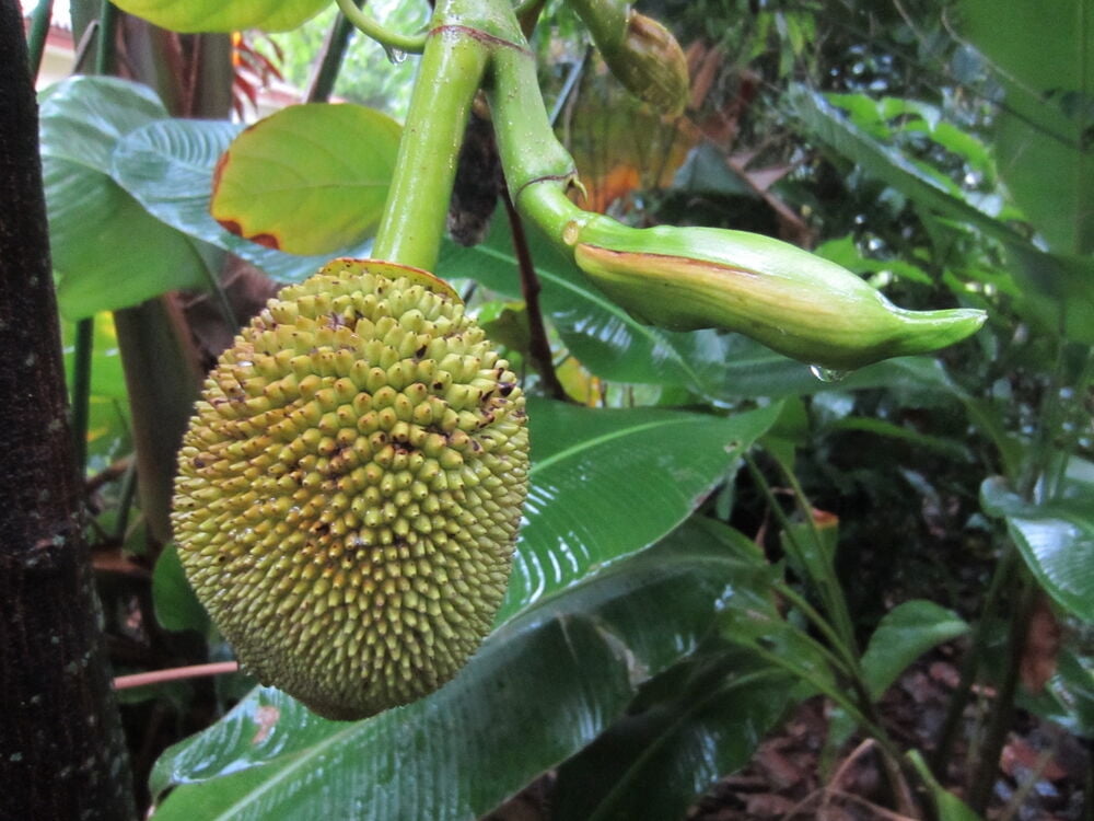 40" tall Seedling Florida Giant Jackfruit Plant Tropical Flower Fruit ...